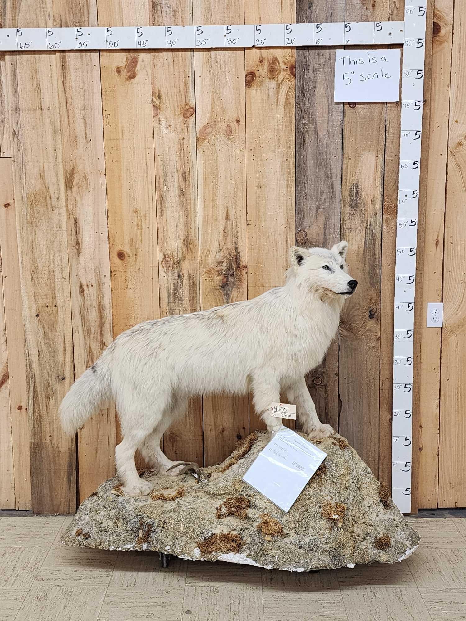 Canadian White Wolf Full Body Taxidermy Mount Auction