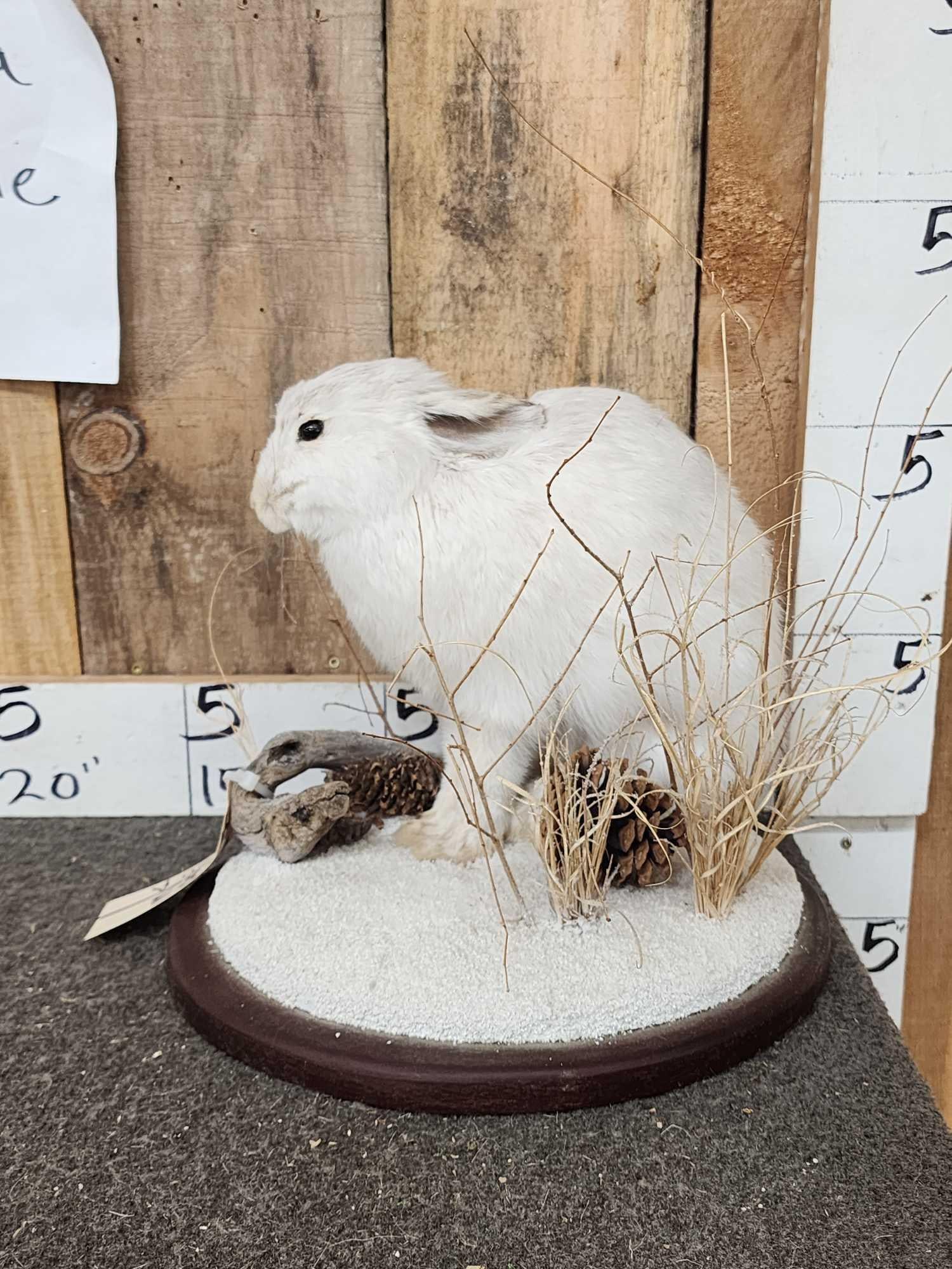Snowshoe Hare Rabbit Full Body Taxidermy Mount Auction