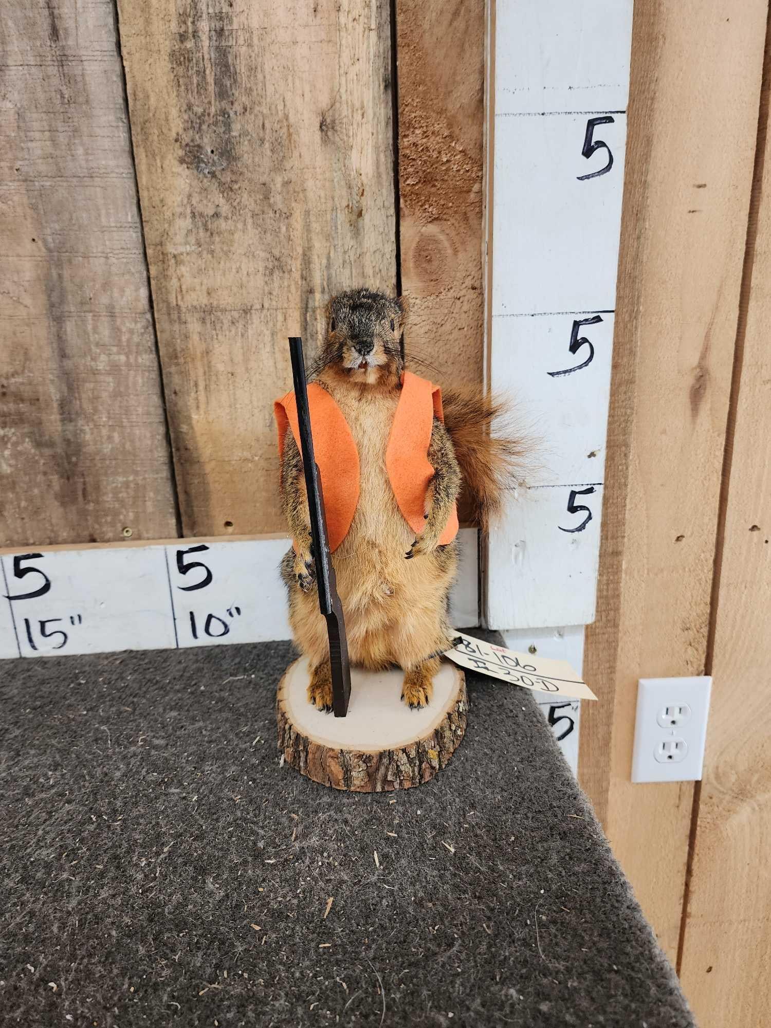 Hunting Squirrel Taxidermy Mount Auction