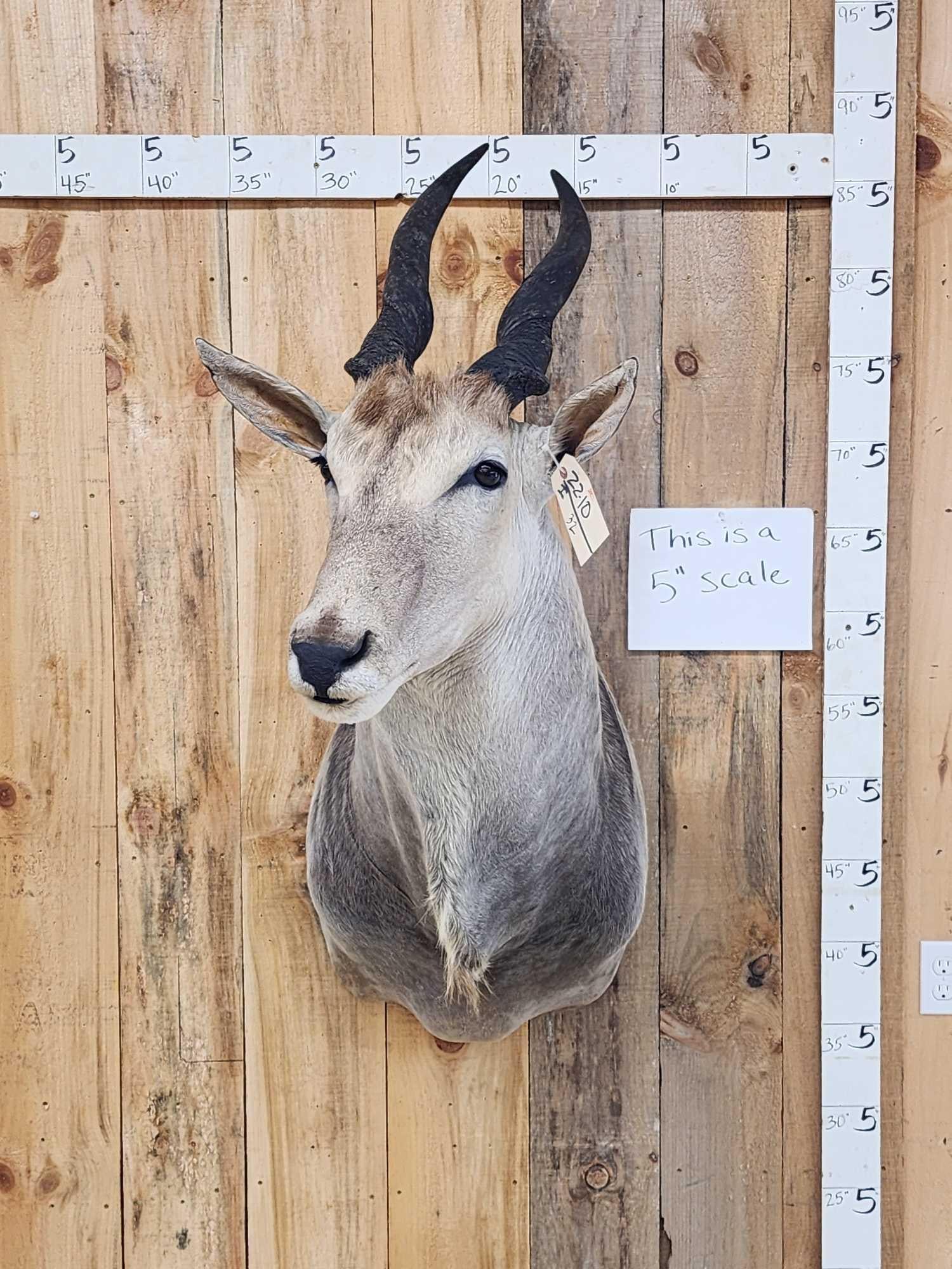African Eland Shoulder Mount Taxidermy Auction