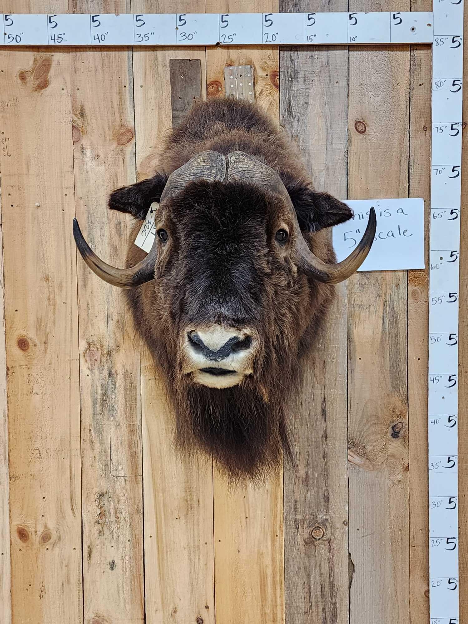 Musk Ox Shoulder Mount Taxidermy Auction