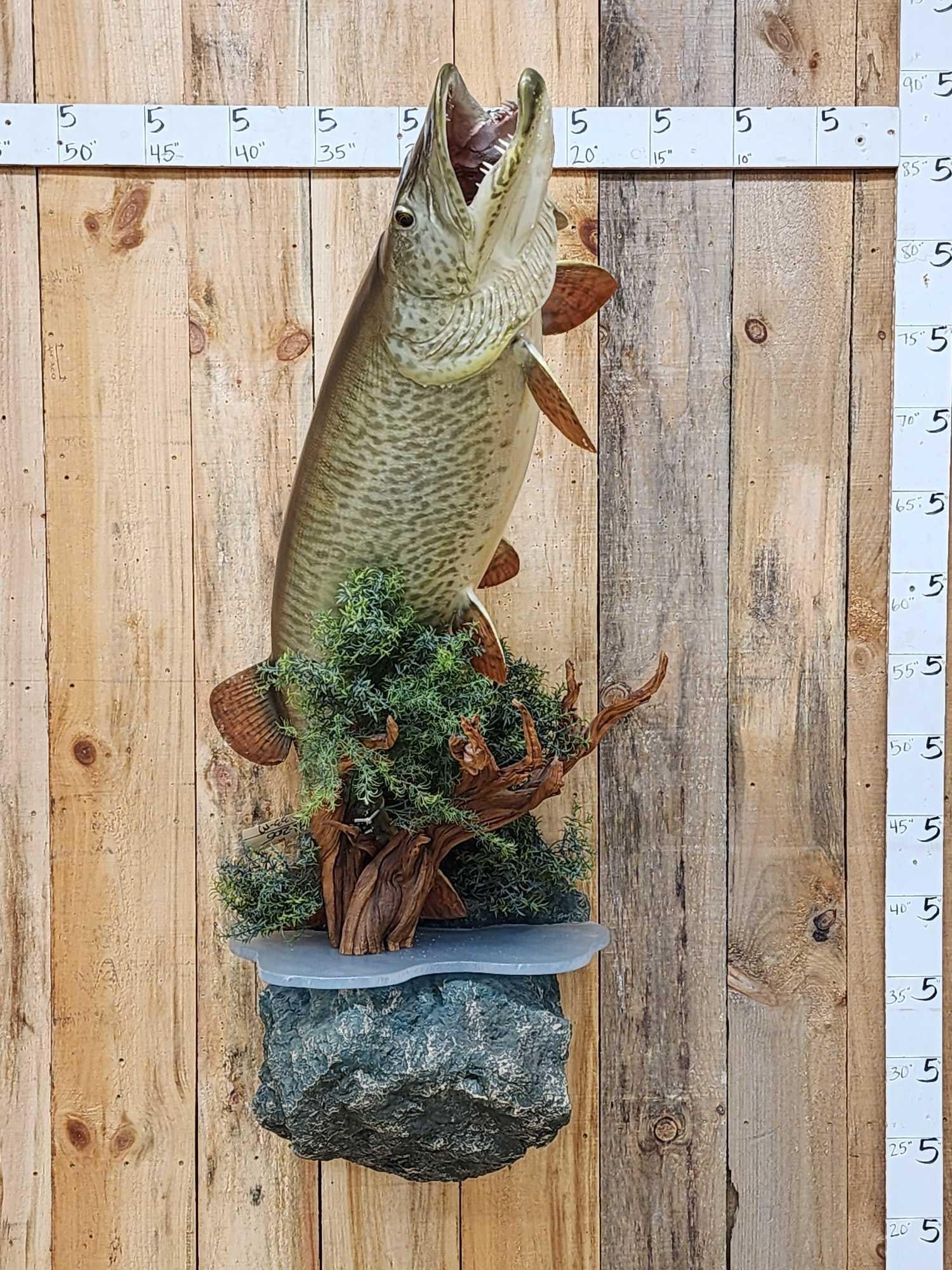 55" Muskie Reproduction Fish Taxidermy Auction