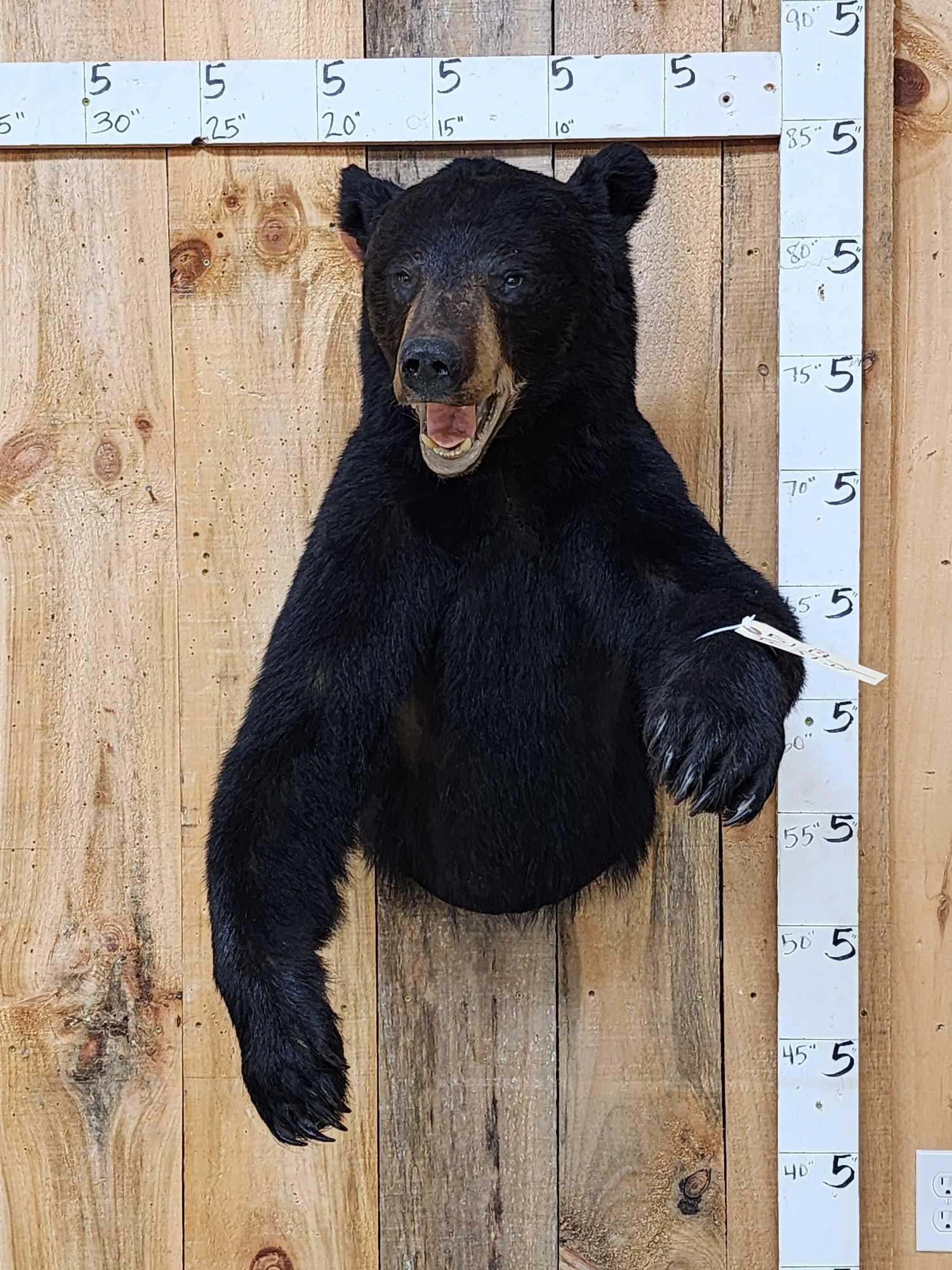 Half Body Black Bear Taxidermy Mount Auction