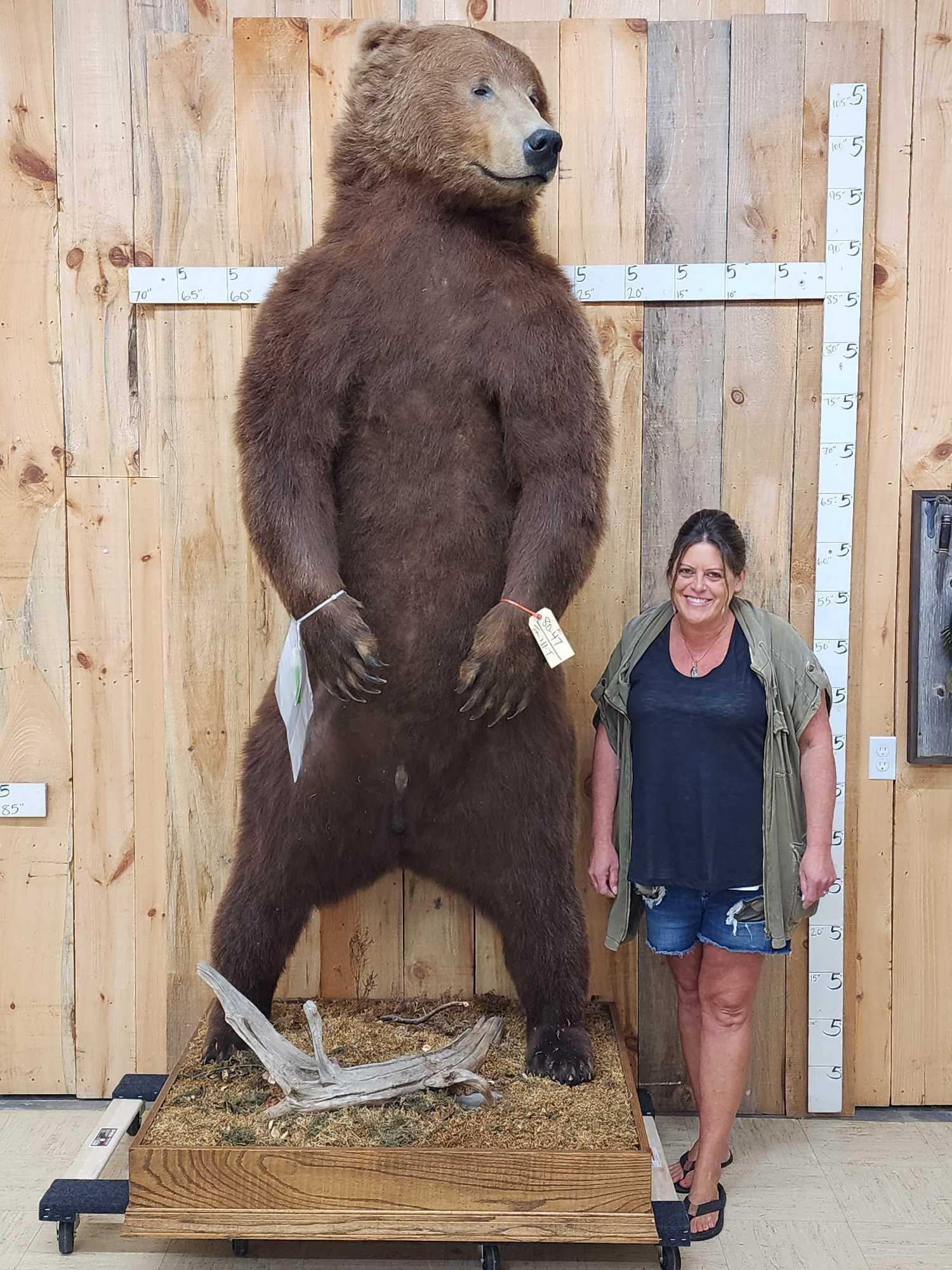 Giant Alaskan Brown Bear Full Body Taxidermy Mount Auction