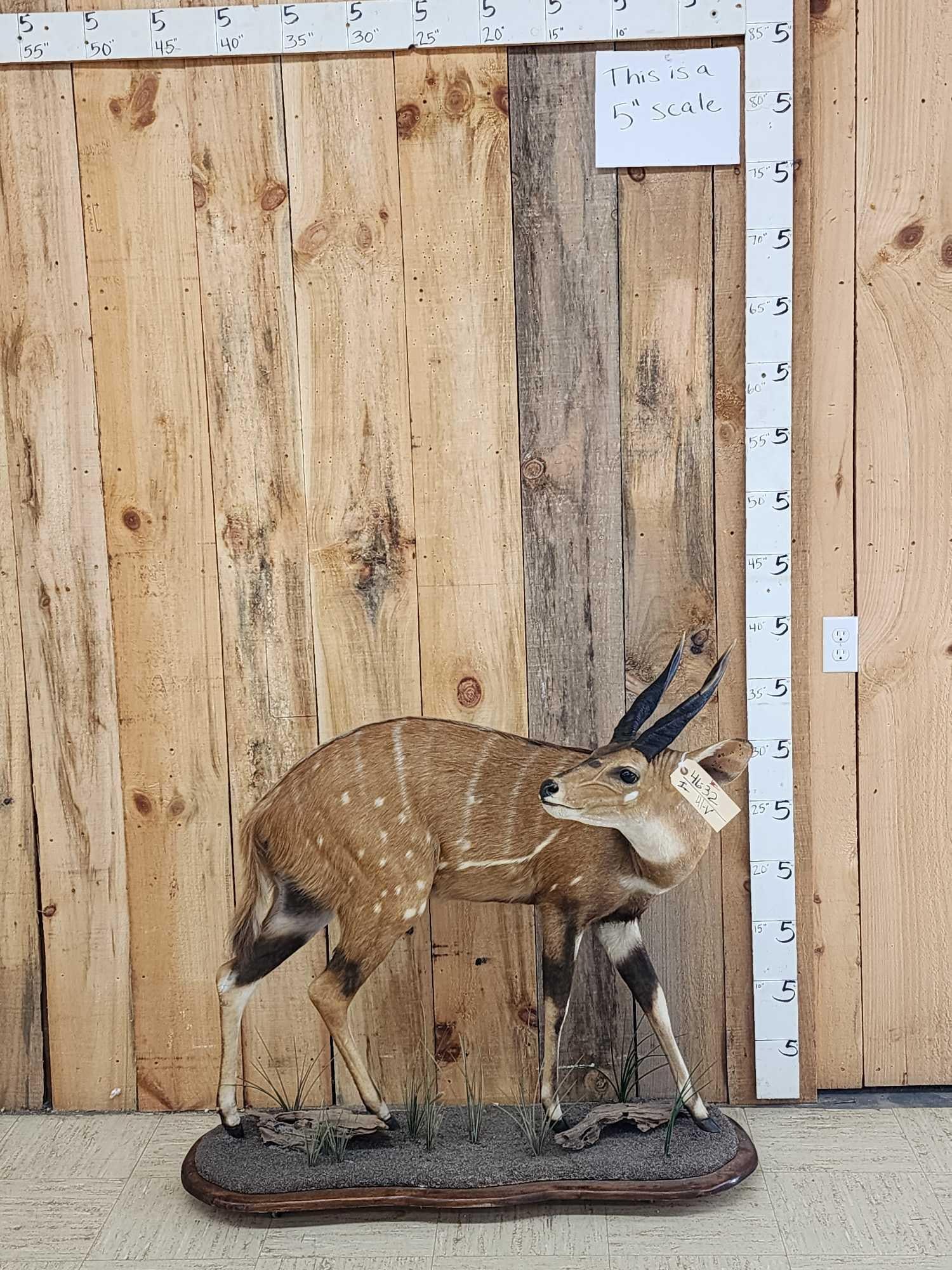 African Cape Bush Buck Full Body Mount Taxidermy Auction
