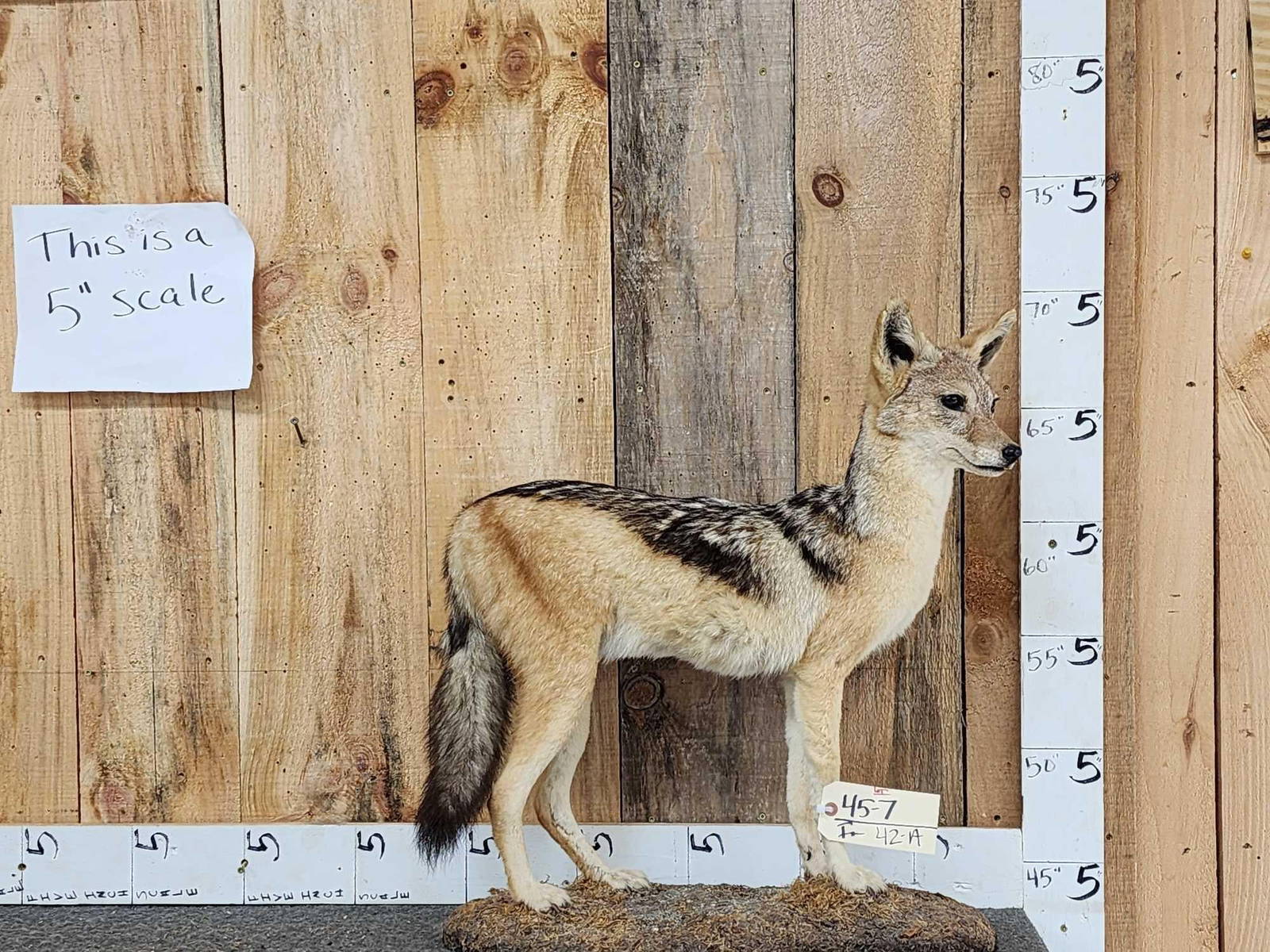 Black Back Jackal Full Body Taxidermy Mount Auction