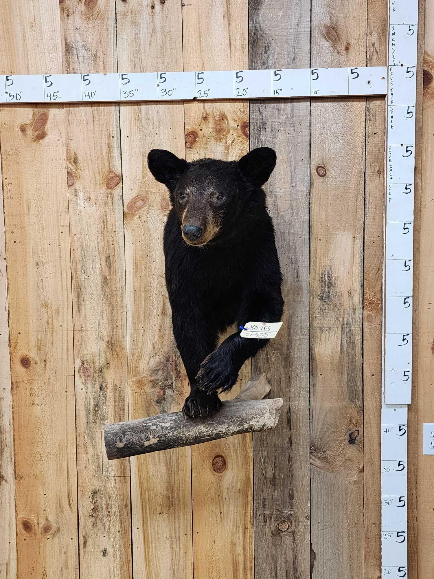 Black Bear Half Body Taxidermy Mount Auction