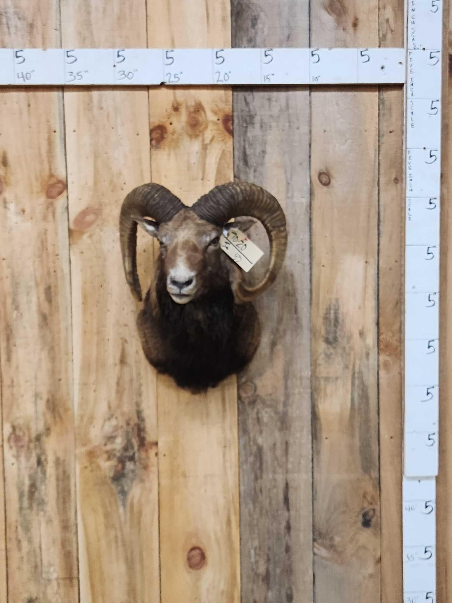 Mouflon Ram Sheep Shoulder Mount Taxidermy Auction