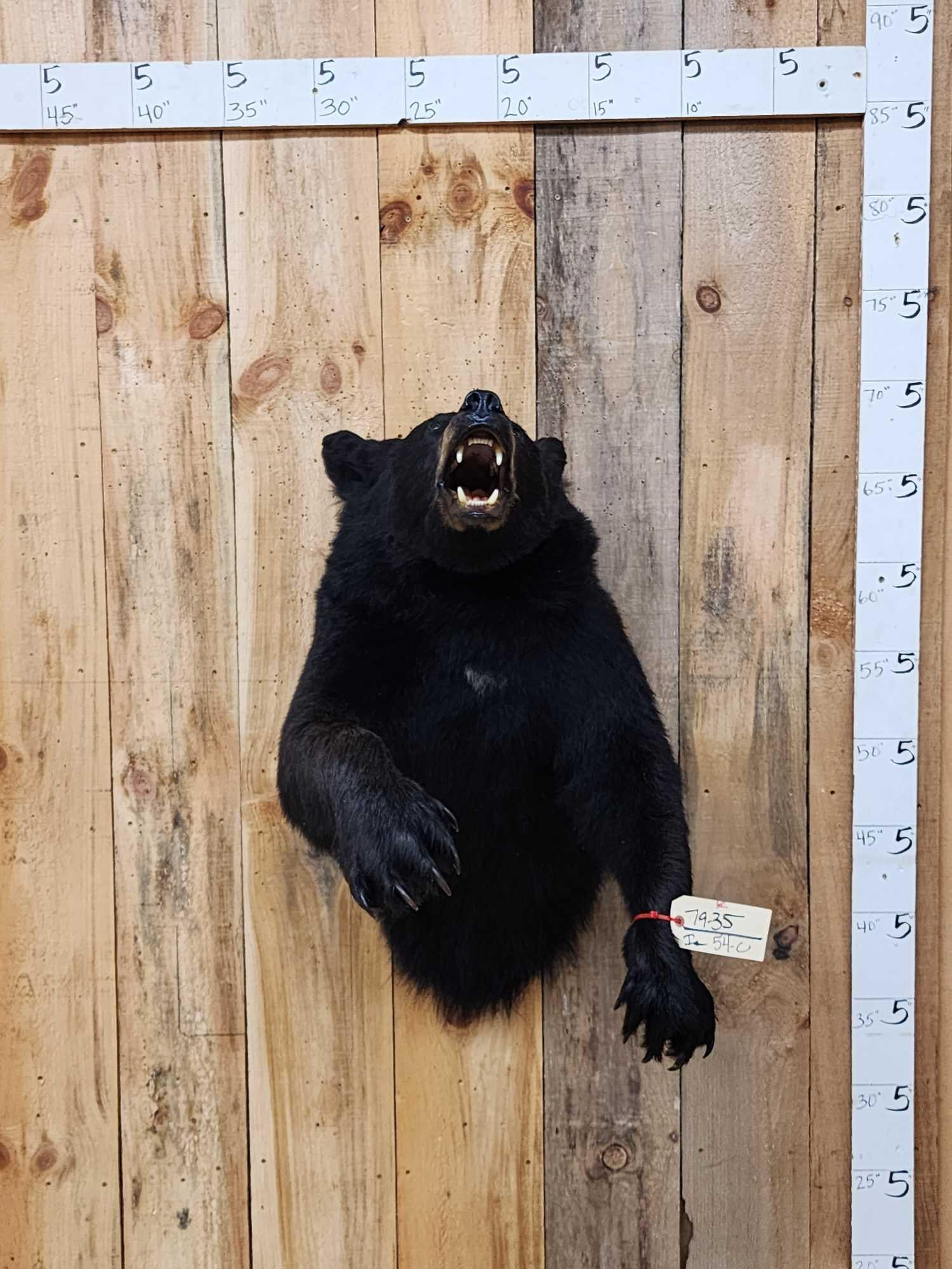 Black Bear Half Body Taxidermy Mount Auction