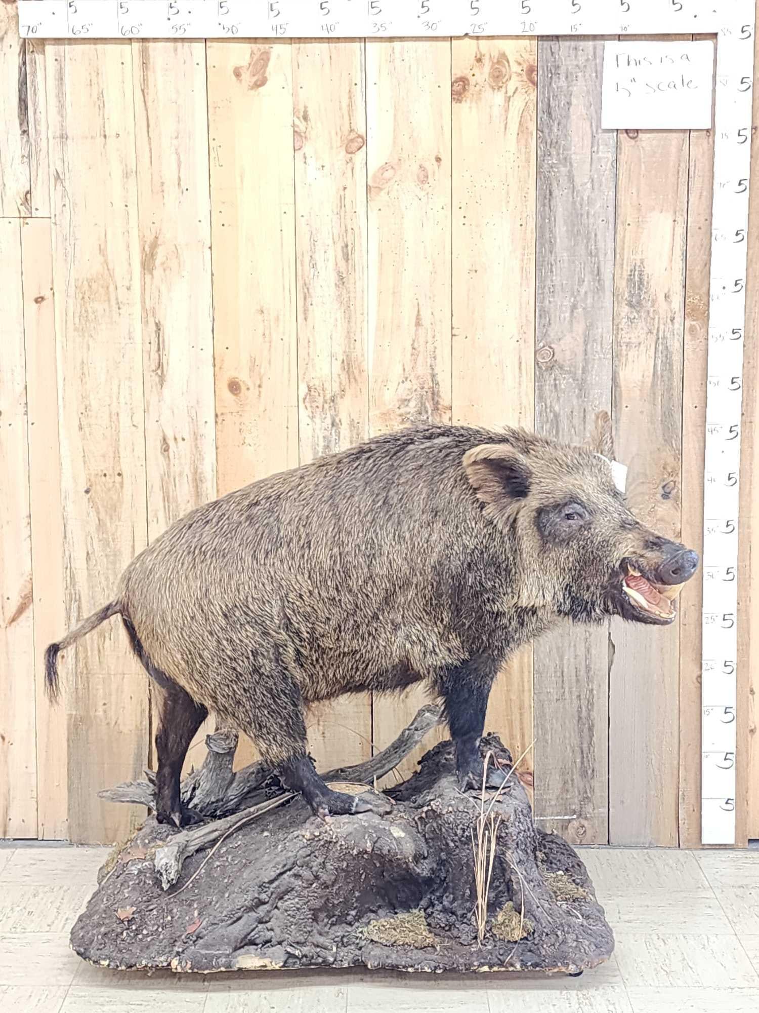 Antique Wild Boar Hog Full Body Taxidermy Mount