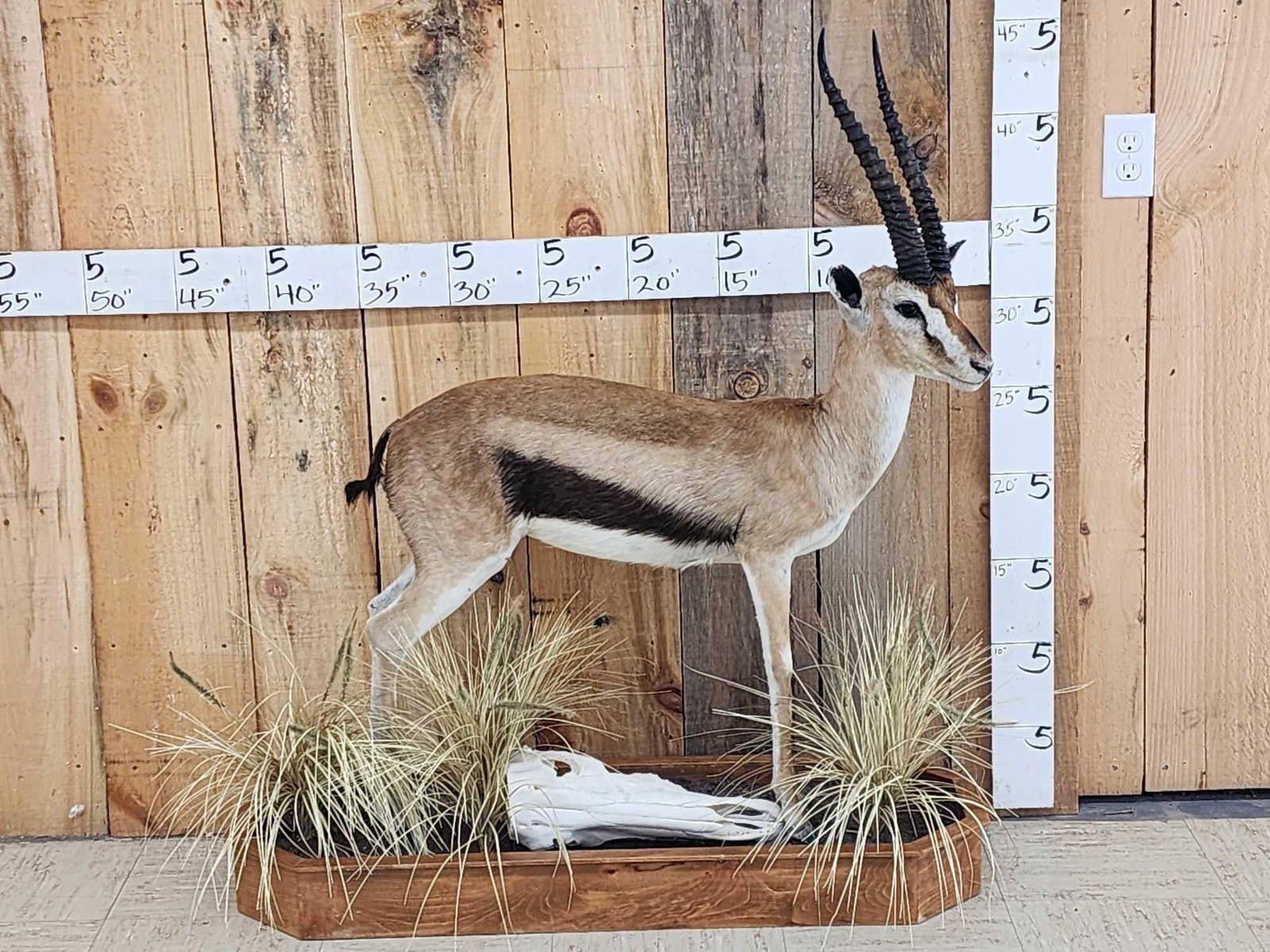 Thompsons Gazelle Full Body Taxidermy Mount Auction