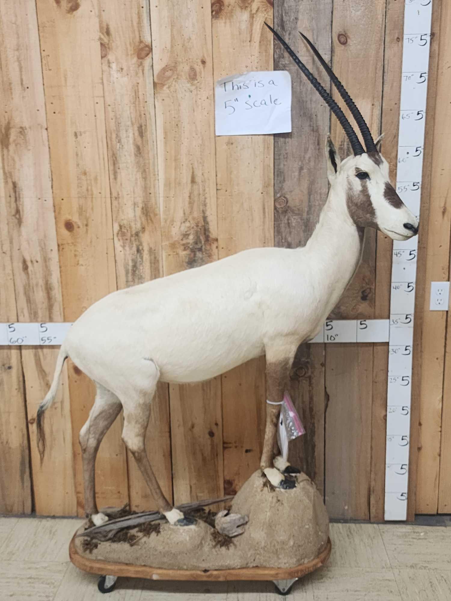 Arabian Oryx Full Body Taxidermy Mount Auction