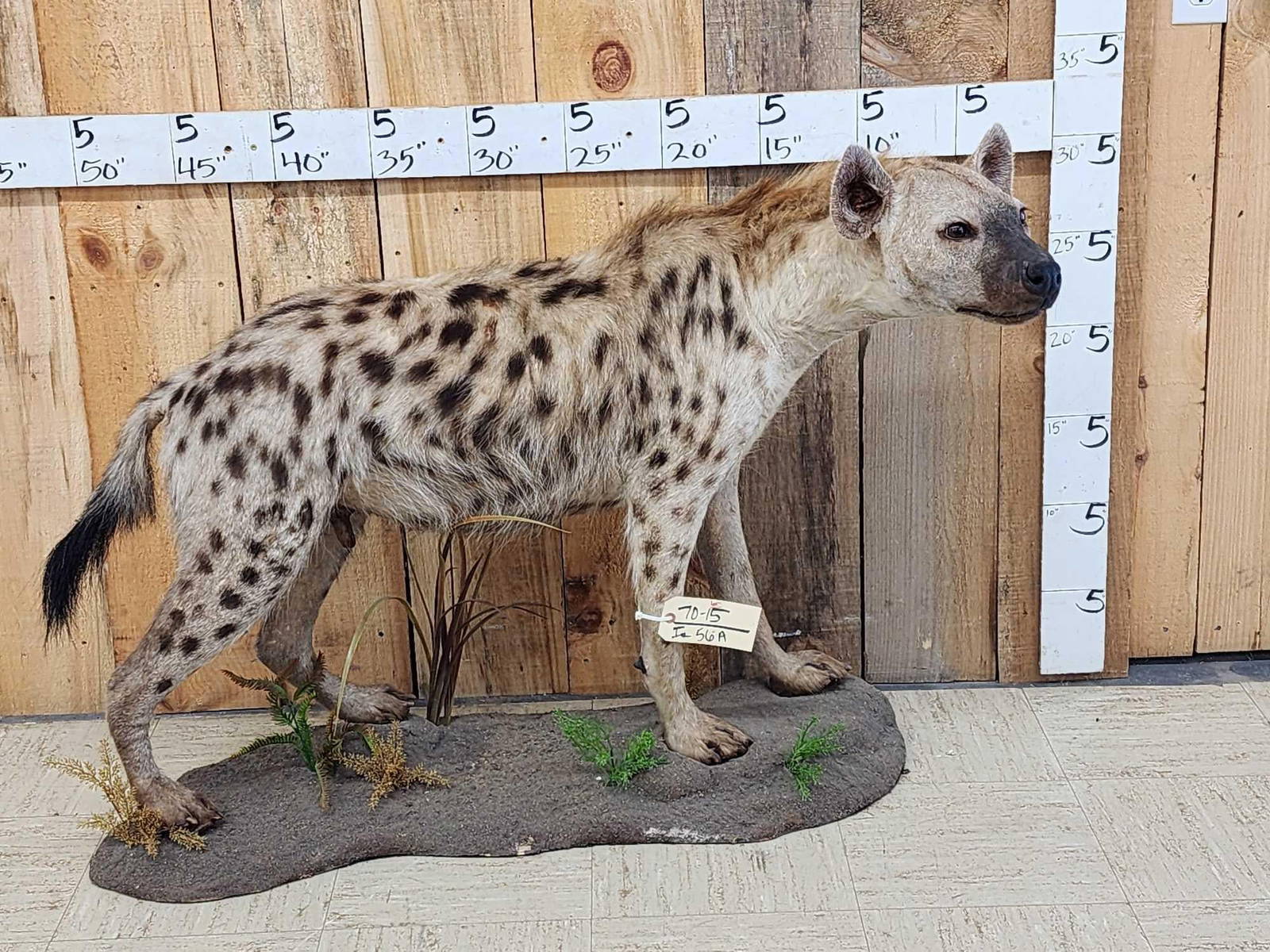 African Hyena Full Body Taxidermy Mount Auction