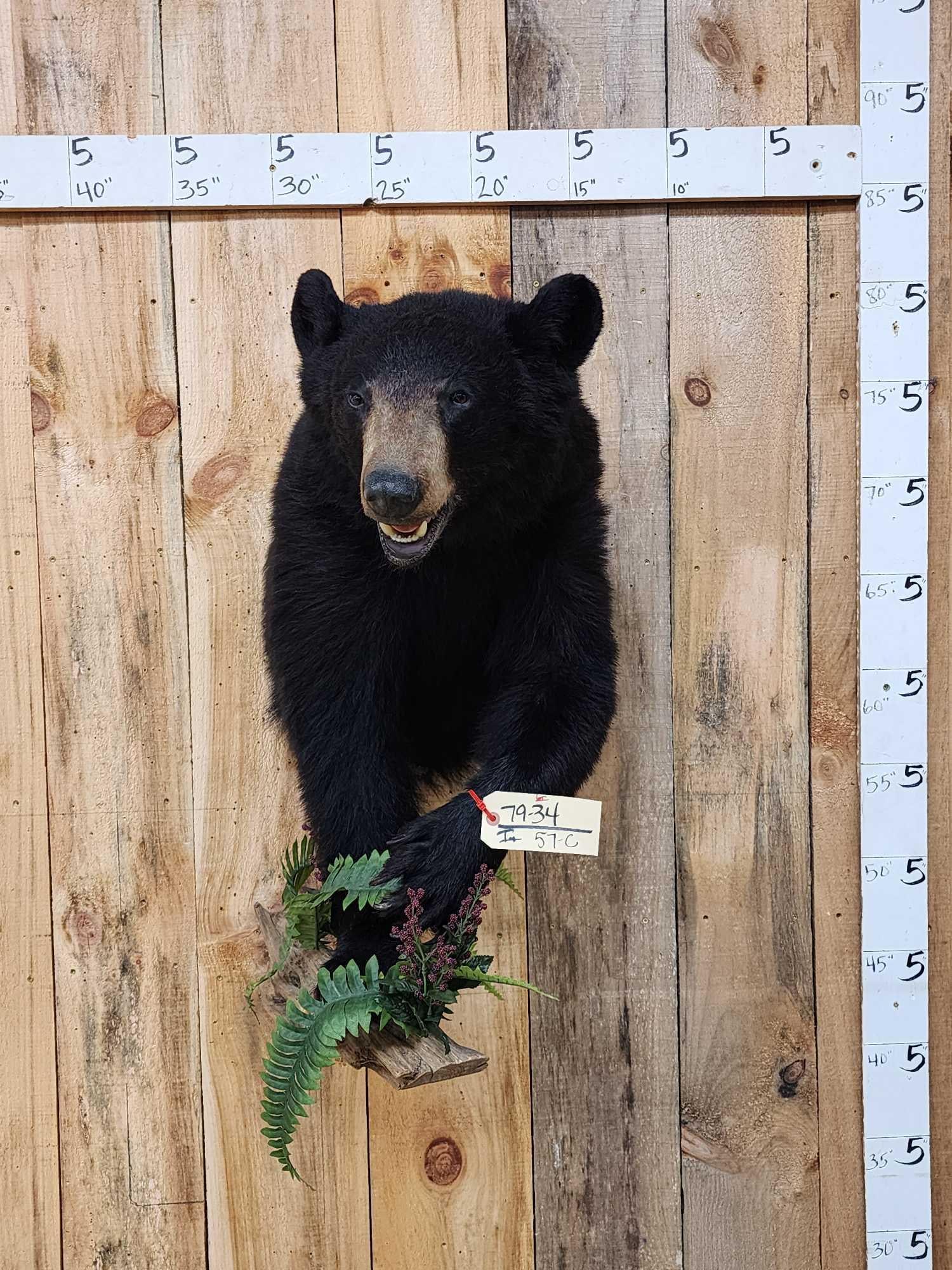 Black Bear Half Body Taxidermy Mount Auction
