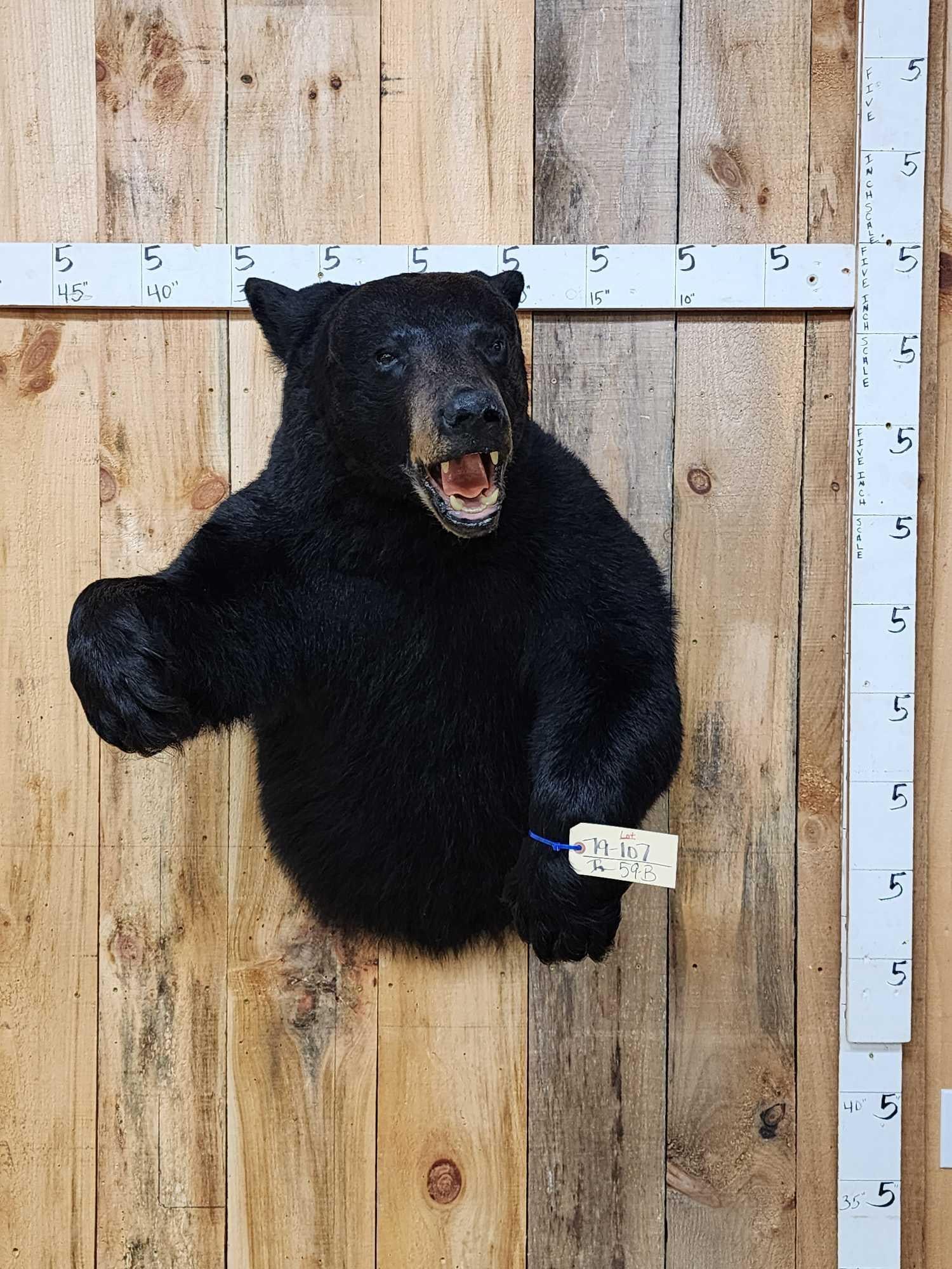 Black Bear Half Body Taxidermy Mount Auction