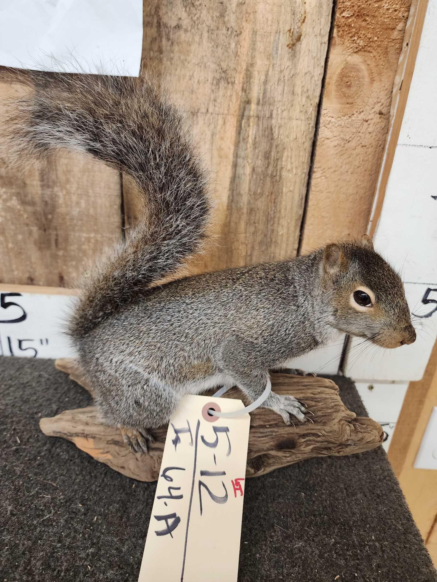 Grey Squirrel Full Body Taxidermy Mount Auction