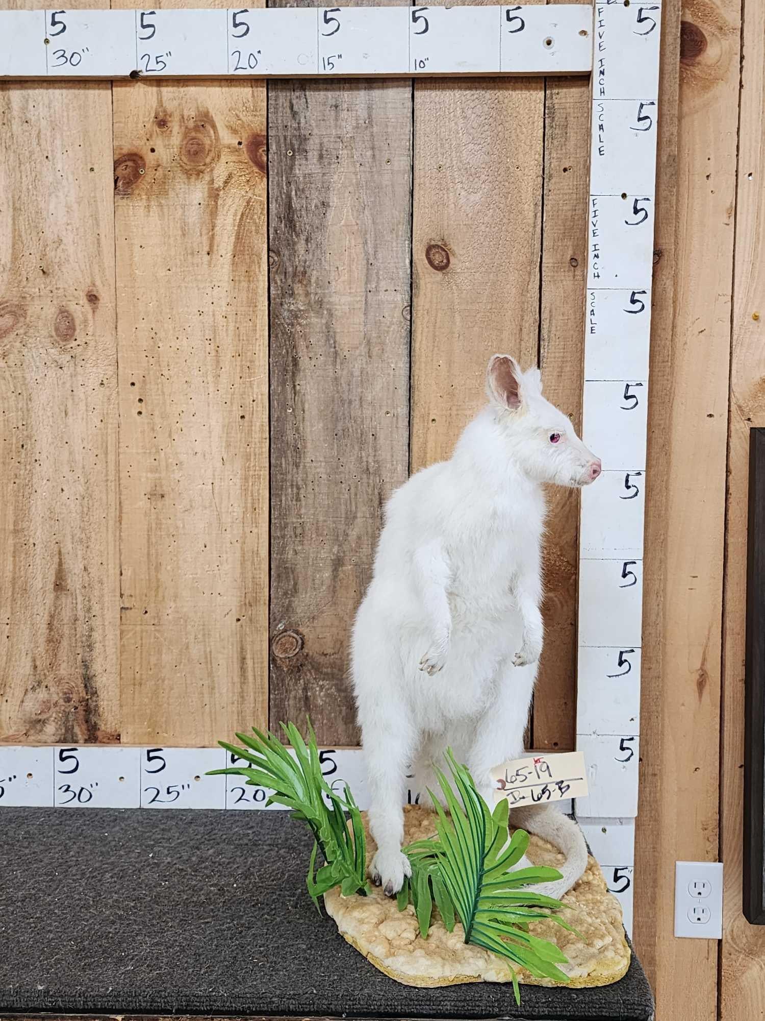 Albino Wallaby Full Body Taxidermy Mount Auction