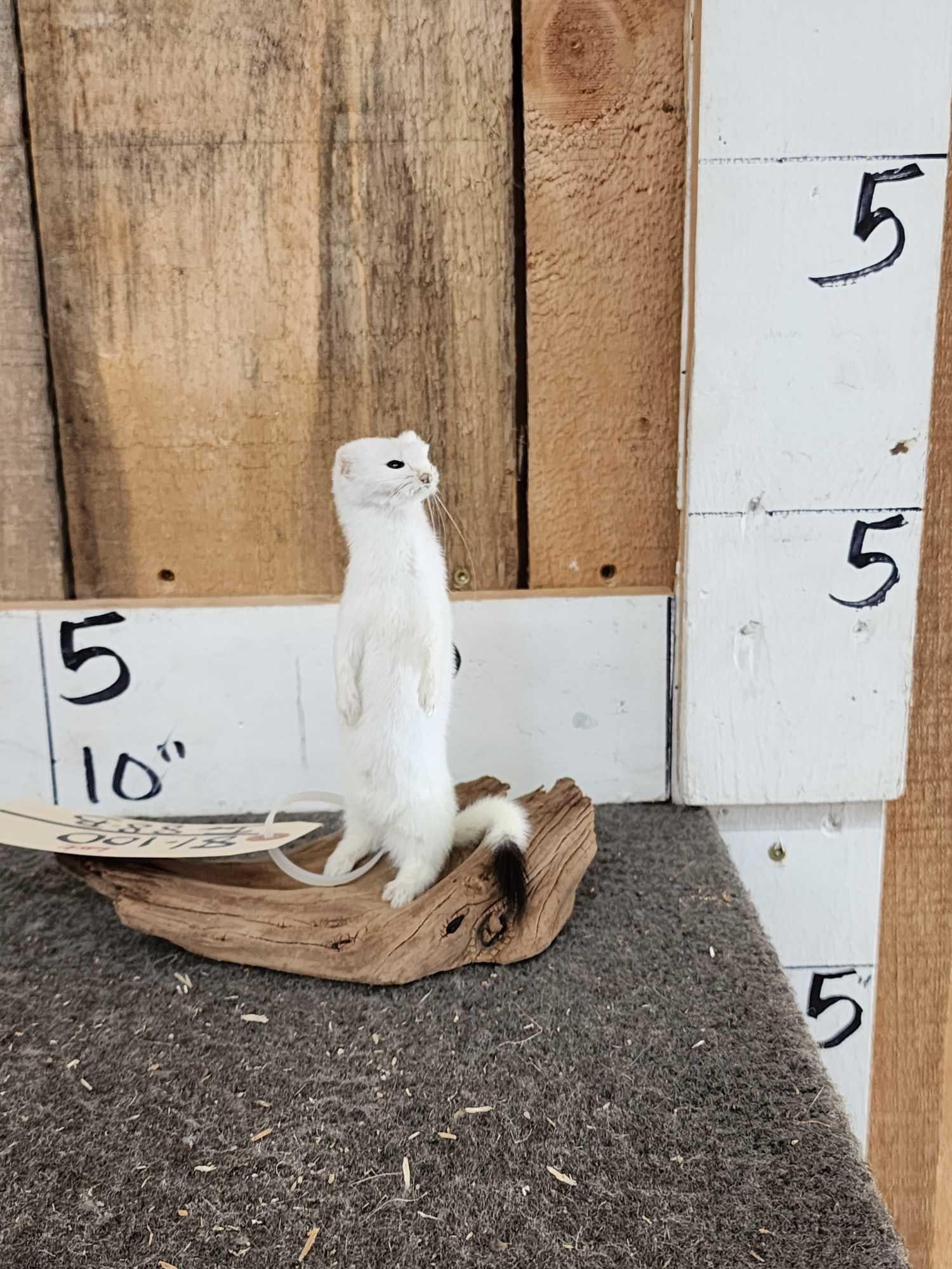 Weasel Or Ermine Full Body Taxidermy Mount Auction