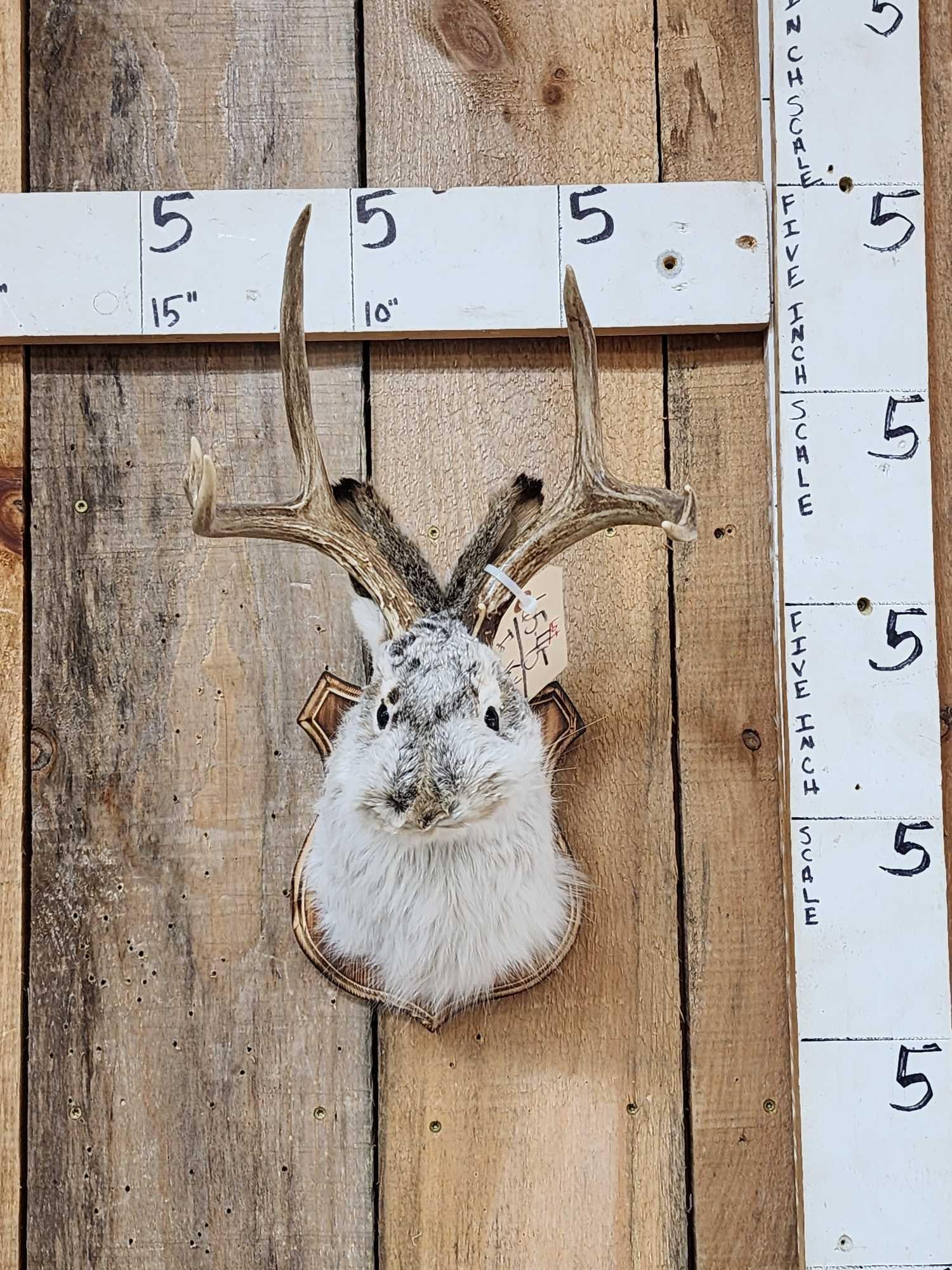 Jackalope Shoulder Mount Taxidermy Auction