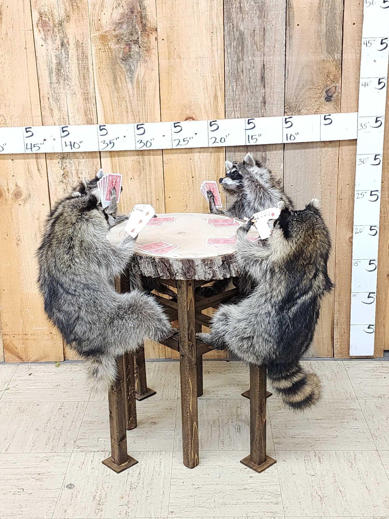 4 Raccoons Playing Cards Taxidermy Mount Auction
