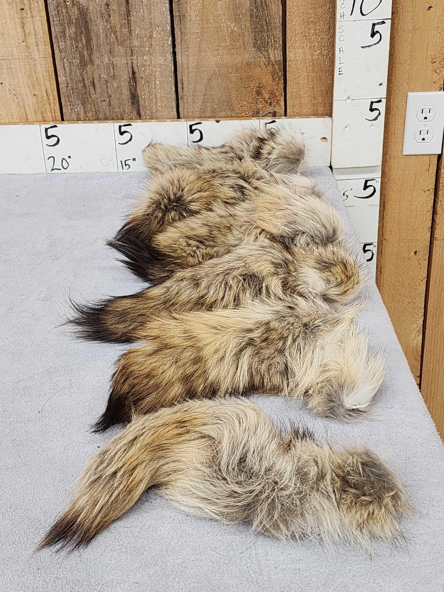 6 Tanned Coyote Tails Taxidermy Auction