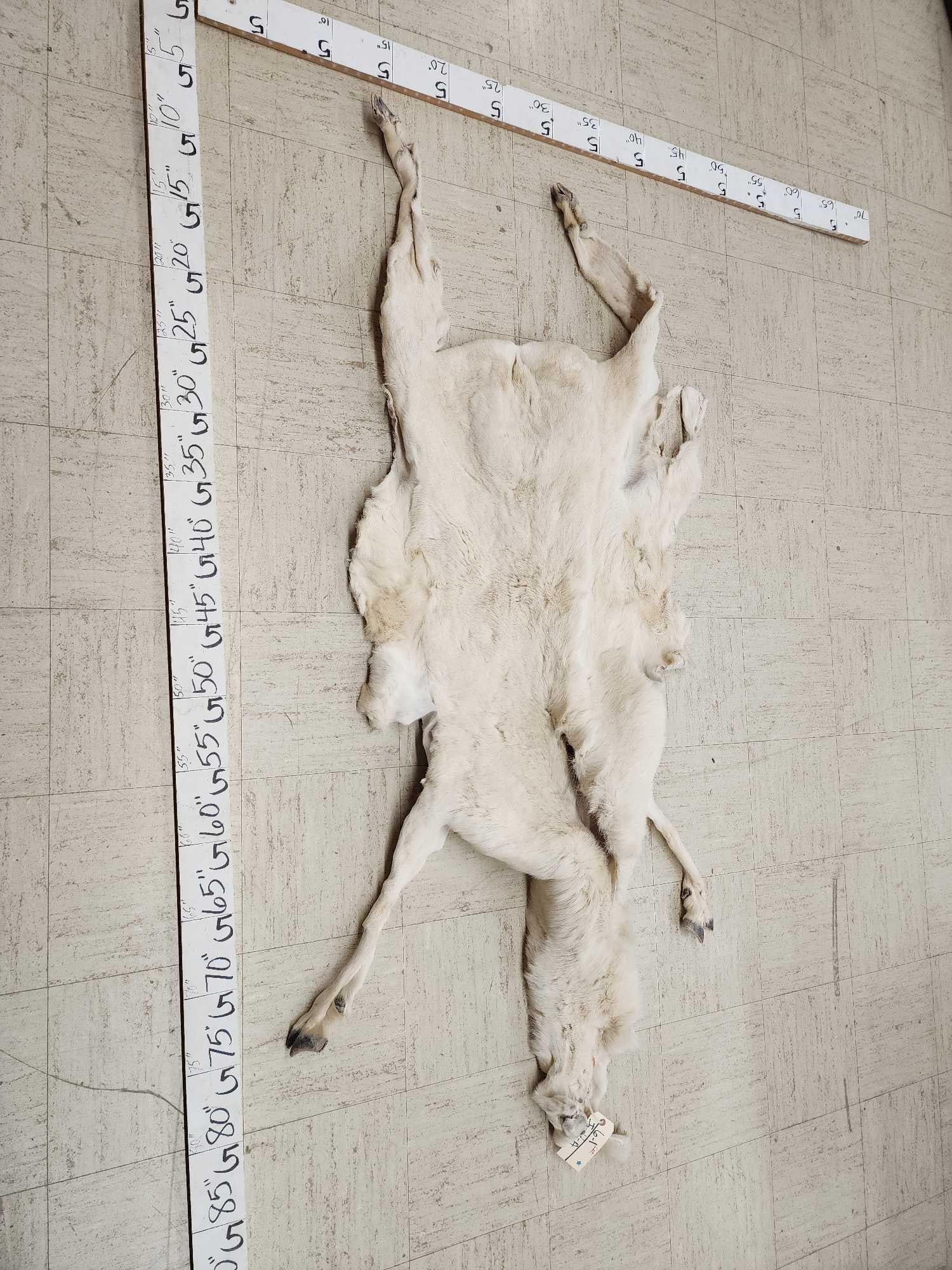 Mountain Goat Soft Tanned Full Cape Taxidermy Auction