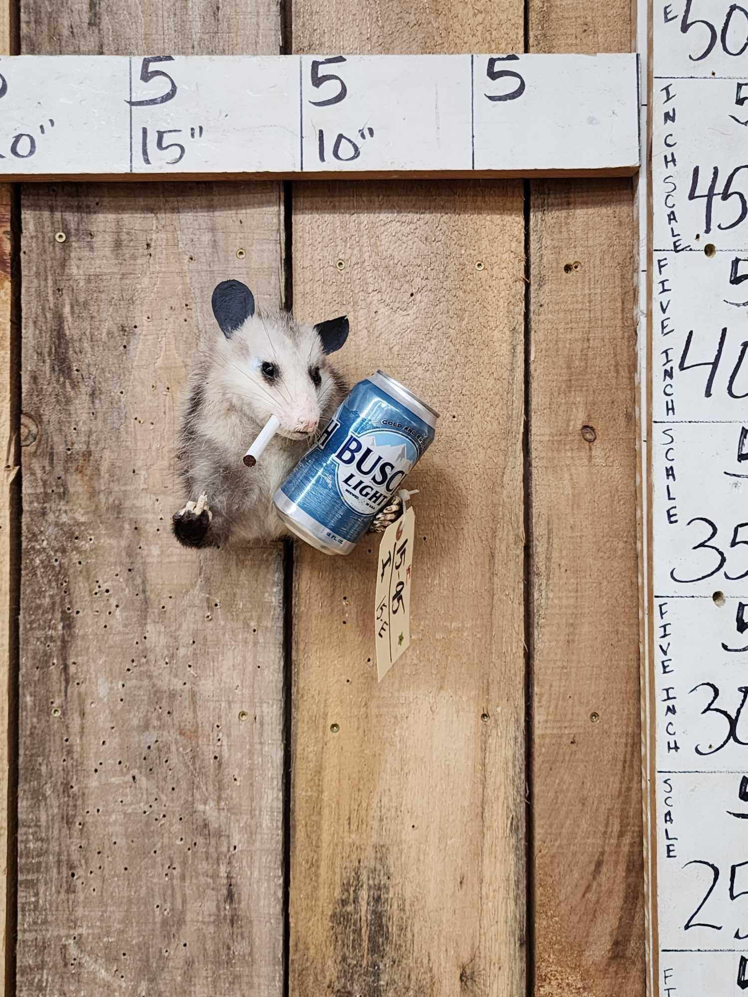 Naughty Opossum Taxidermy Mount Auction