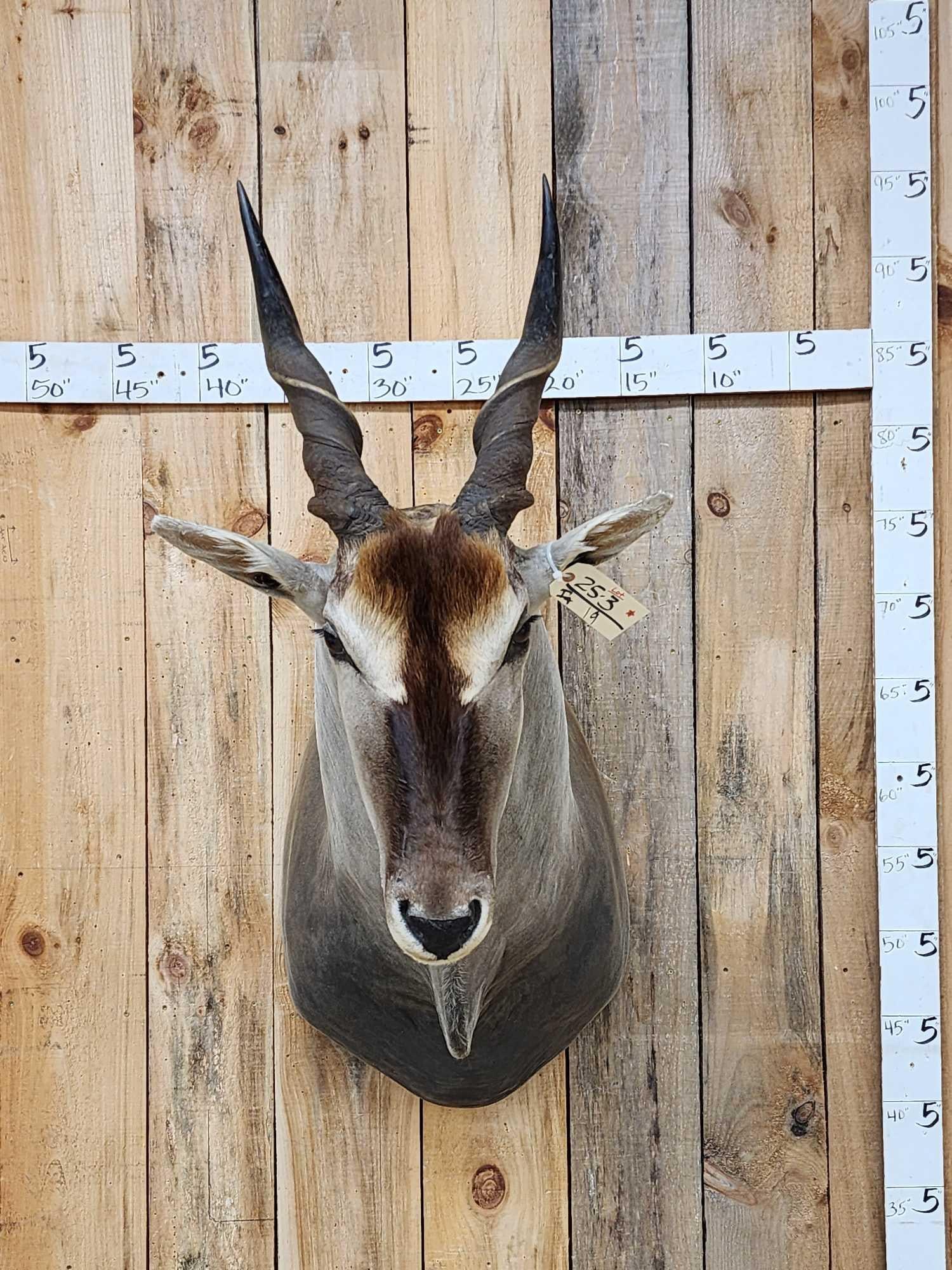 African Eland Shoulder Mount Taxidermy Auction