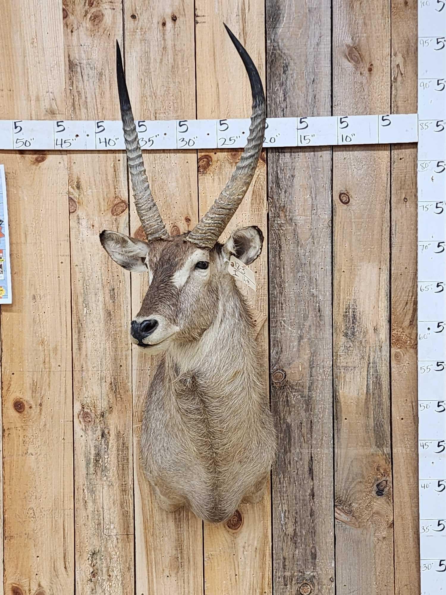 African Waterbuck Shoulder Mount Taxidermy Auction