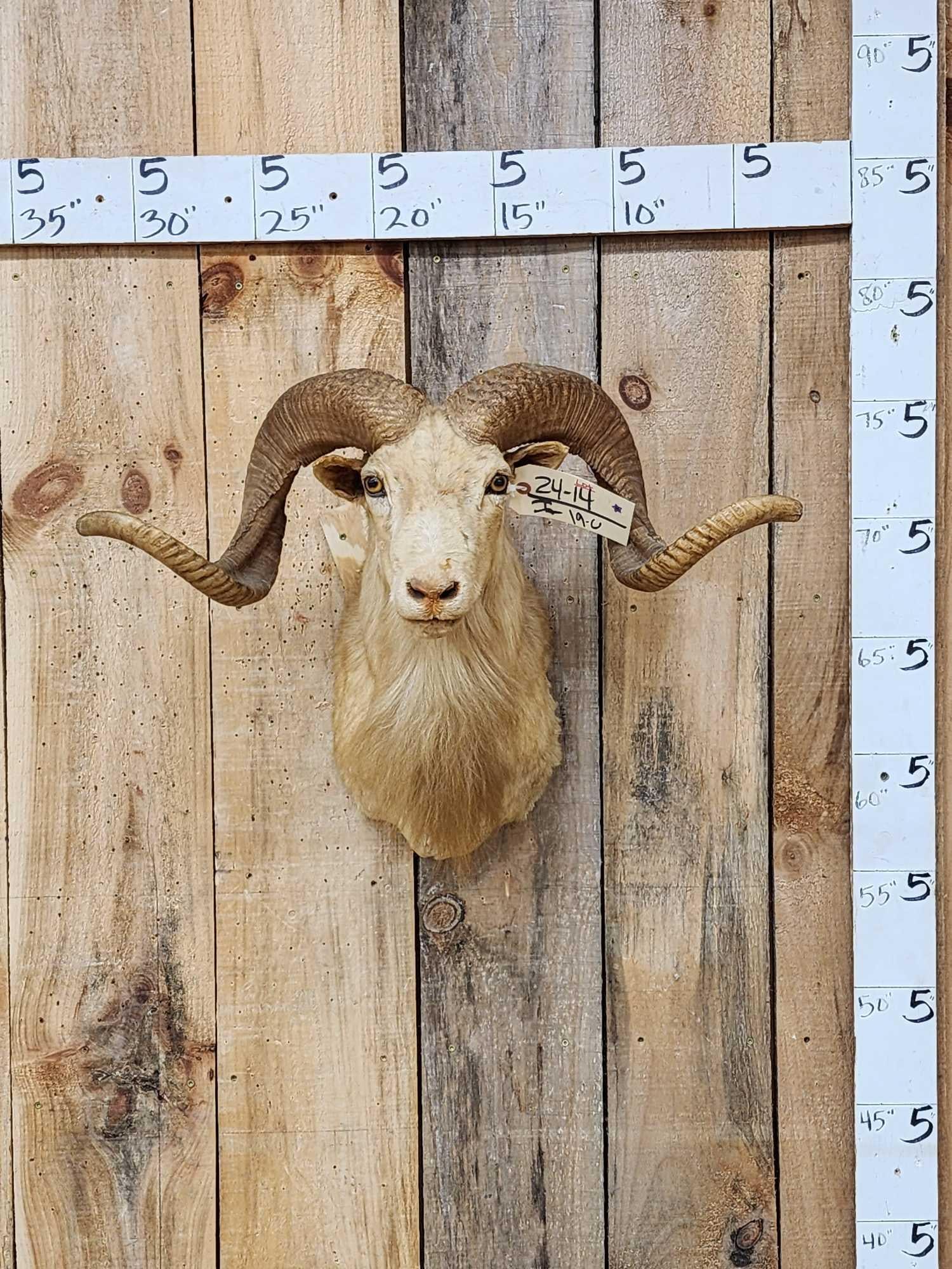 Texas Dall Ram Sheep Shoulder Mount Taxidermy Auction