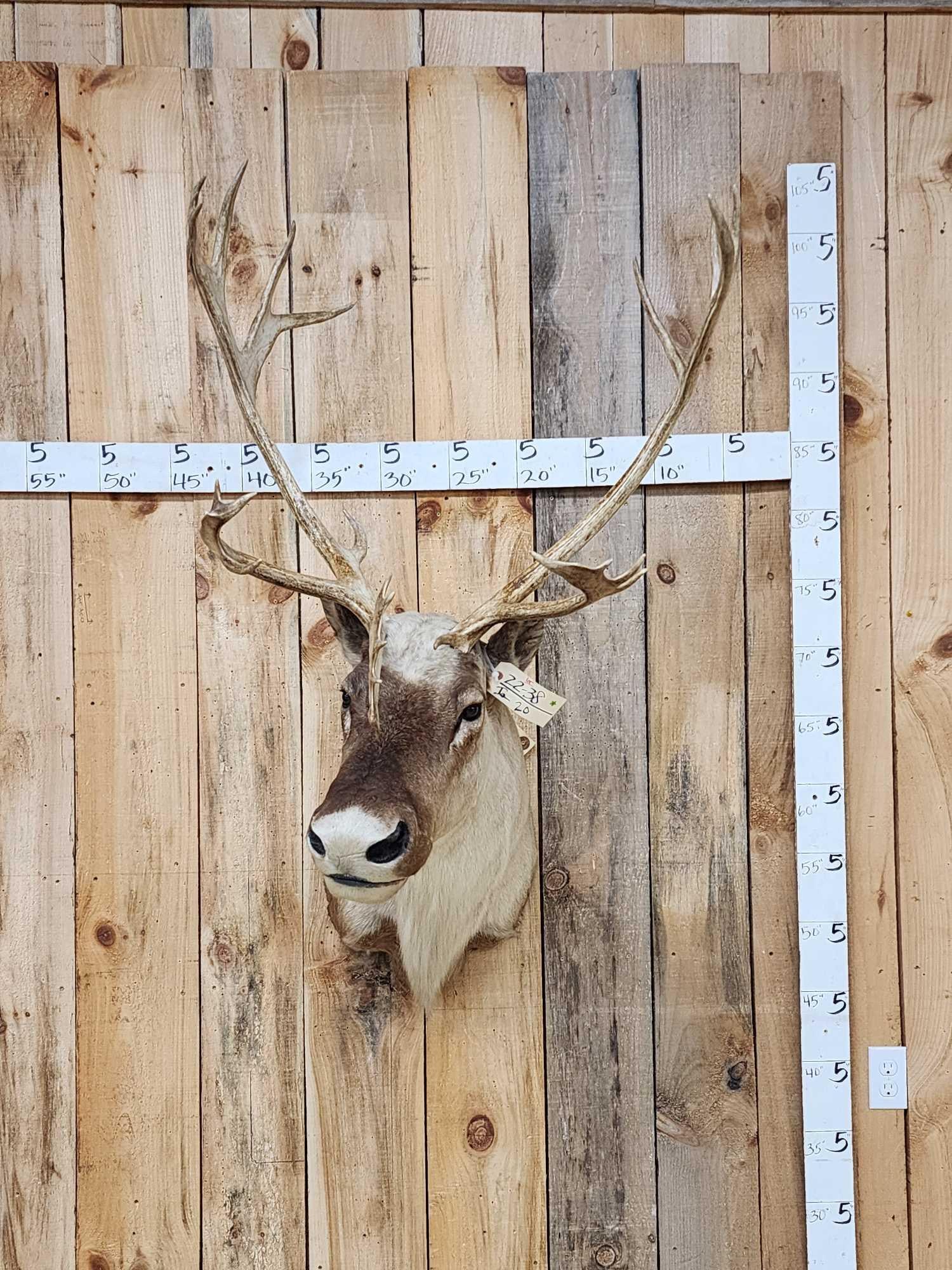 Caribou Shoulder Mount Taxidermy Auction