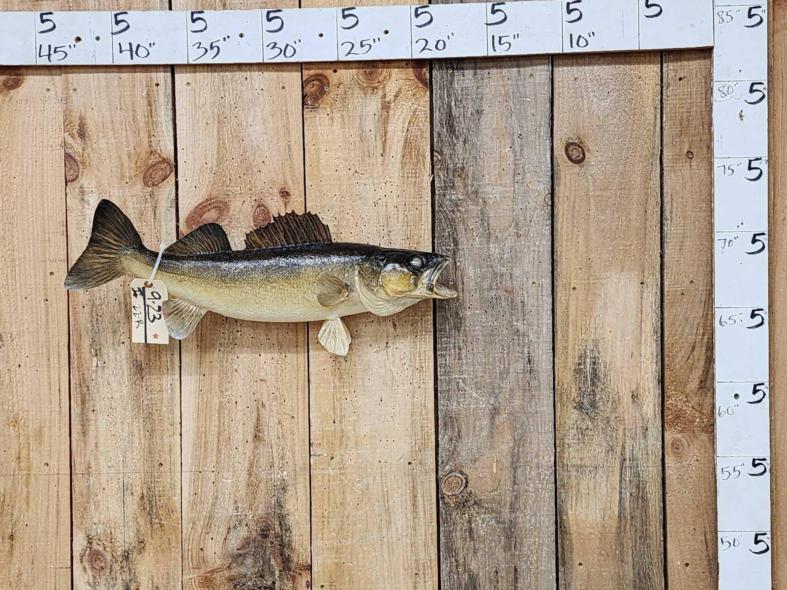 26" Walleye Real Skin Fish Taxidermy Auction