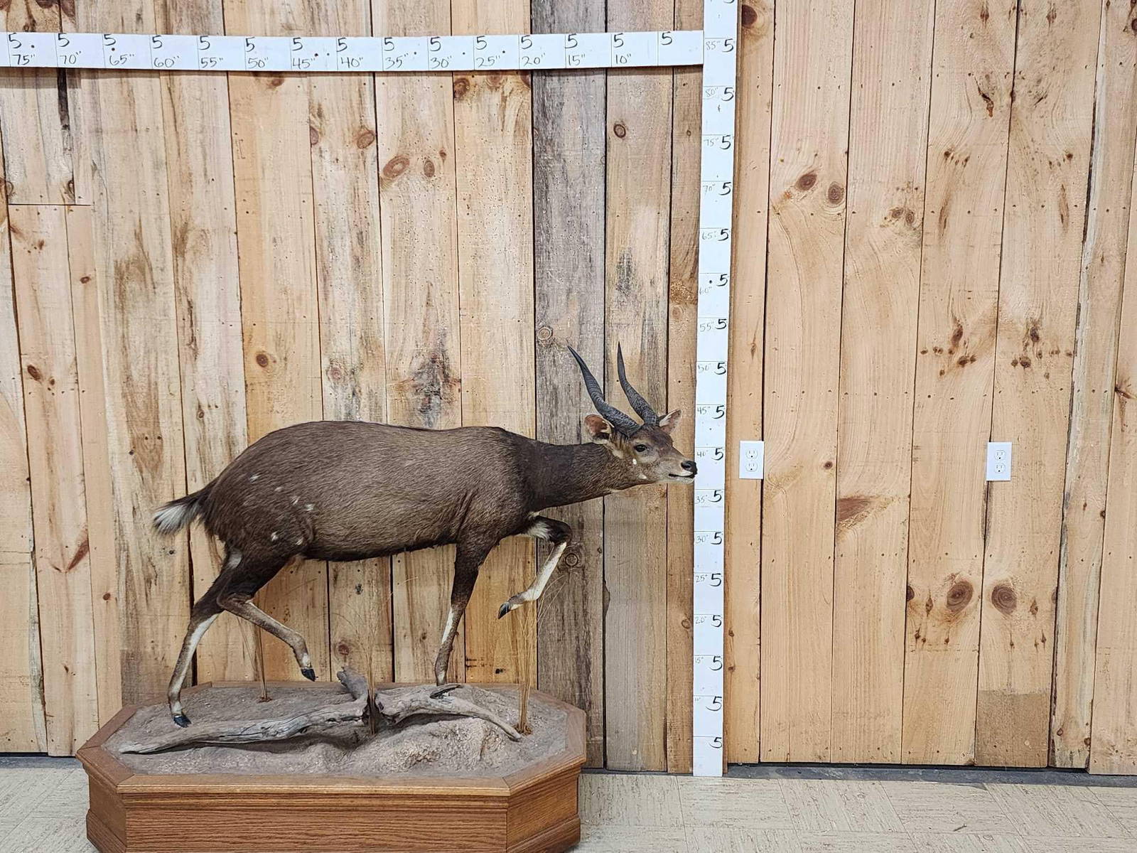 African Bush Buck Full Body Taxidermy Mount Auction