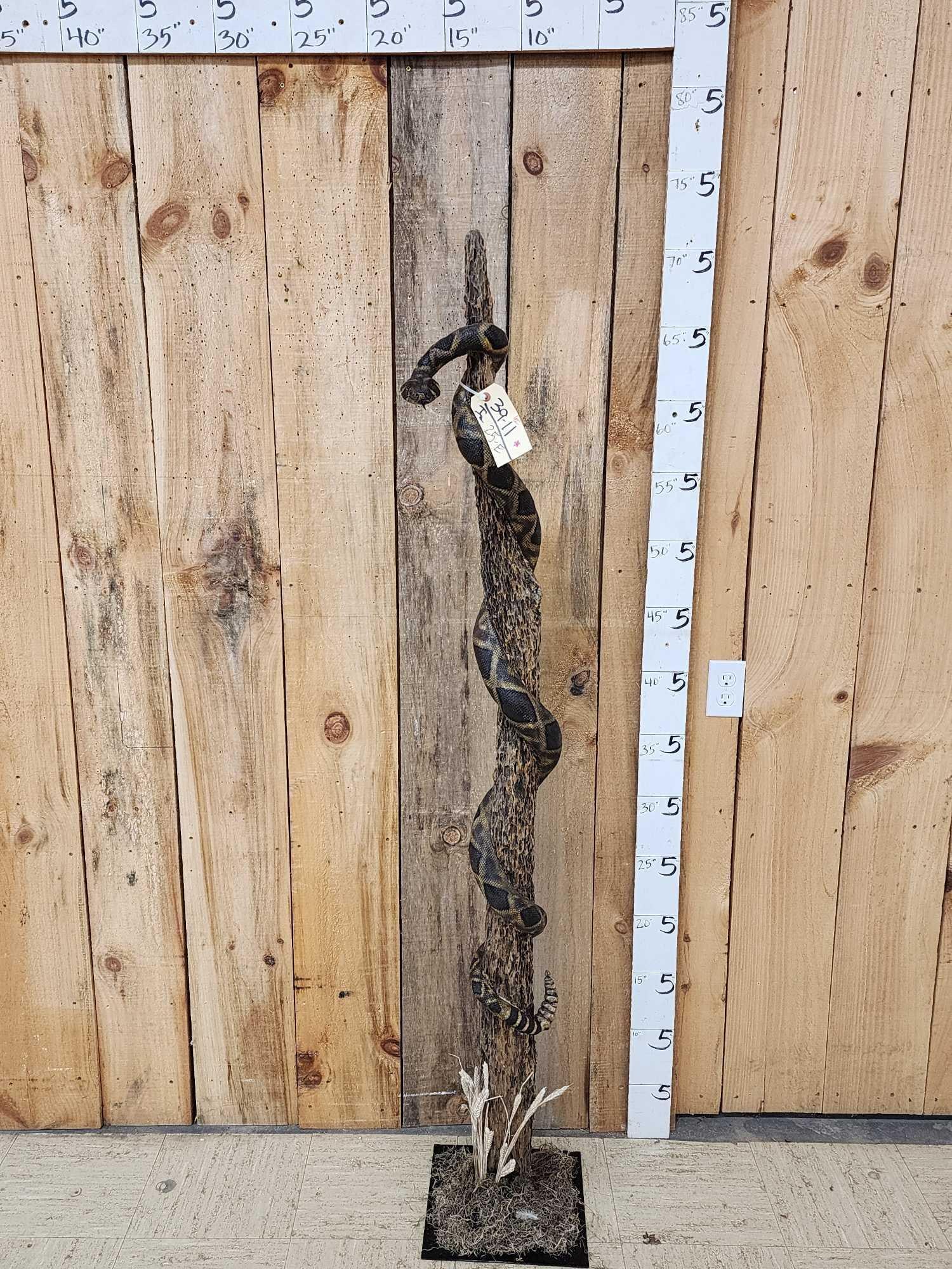 Giant Reproduction Rattlesnake Taxidermy Auction