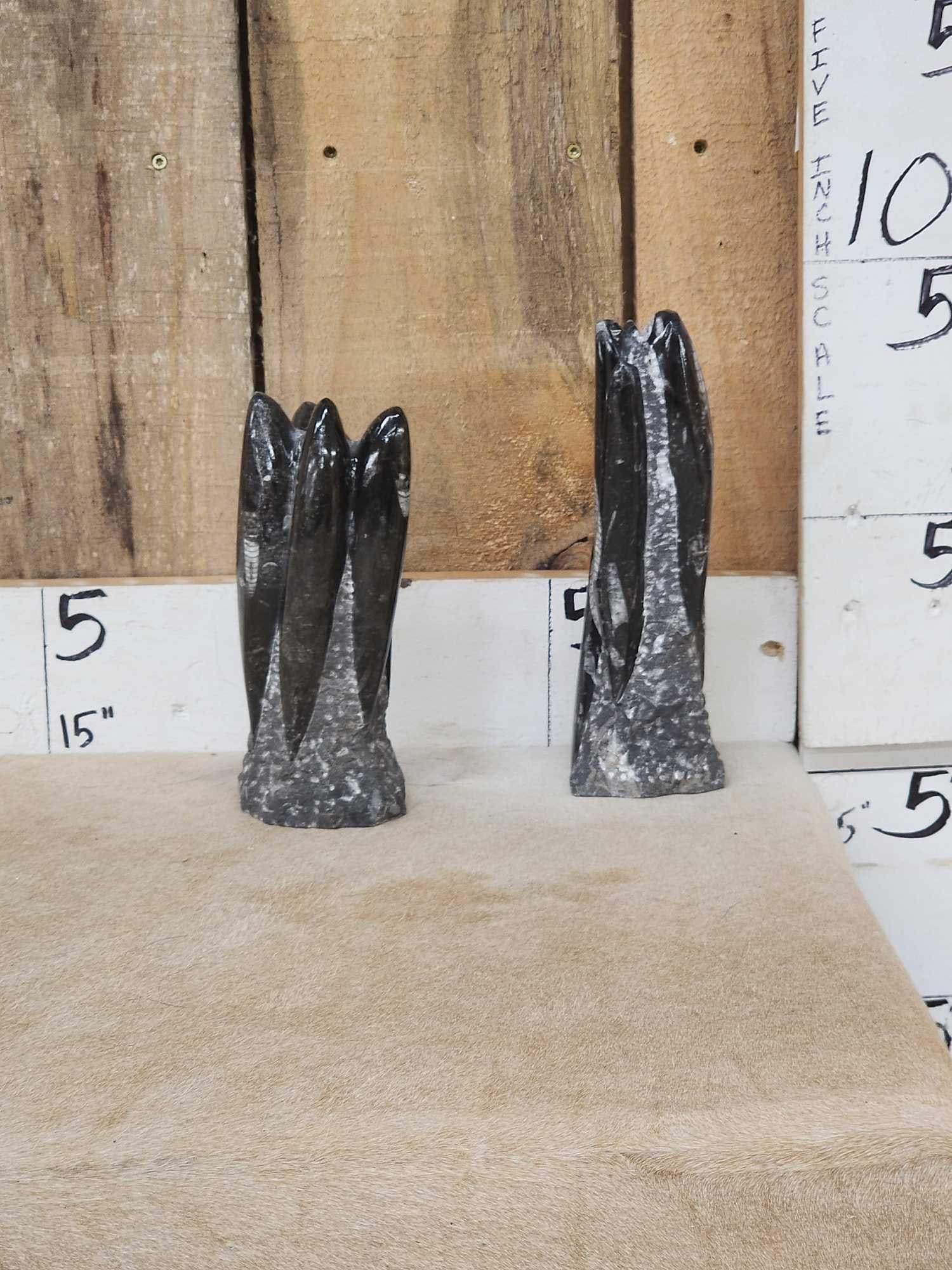 Pair Of Orthoceras Fossilized Squid Towers Auction