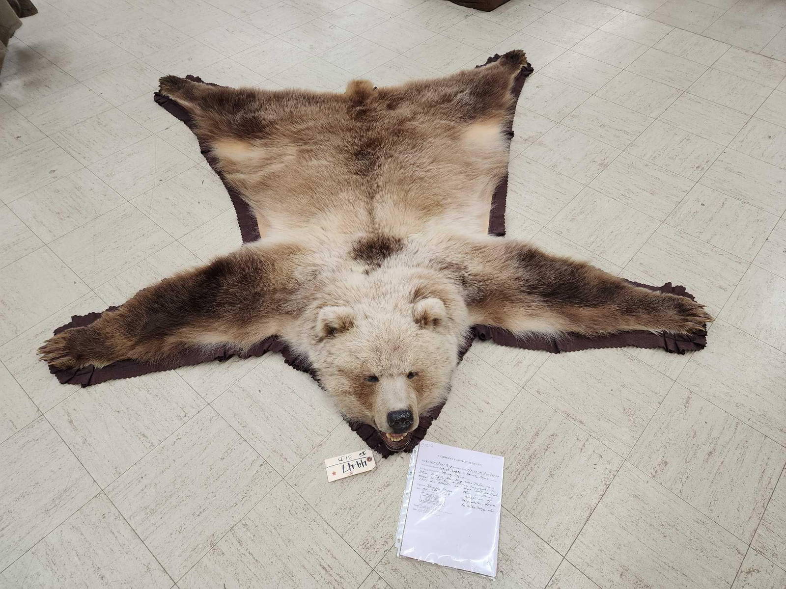 Prett Grizzly Bear Rug Taxidermy Auction