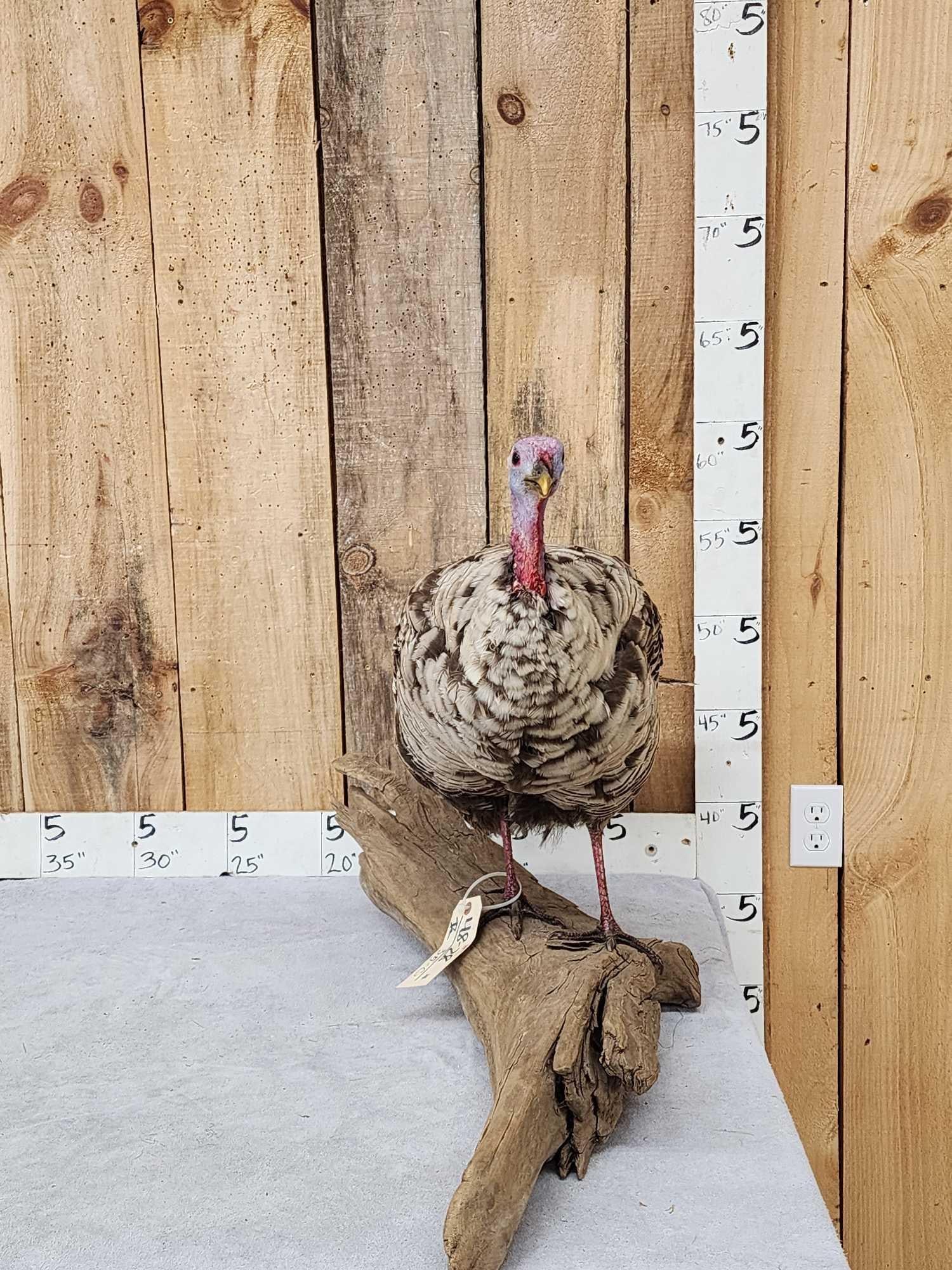Color Phase Turkey Full Body Bird Taxidermy Auction