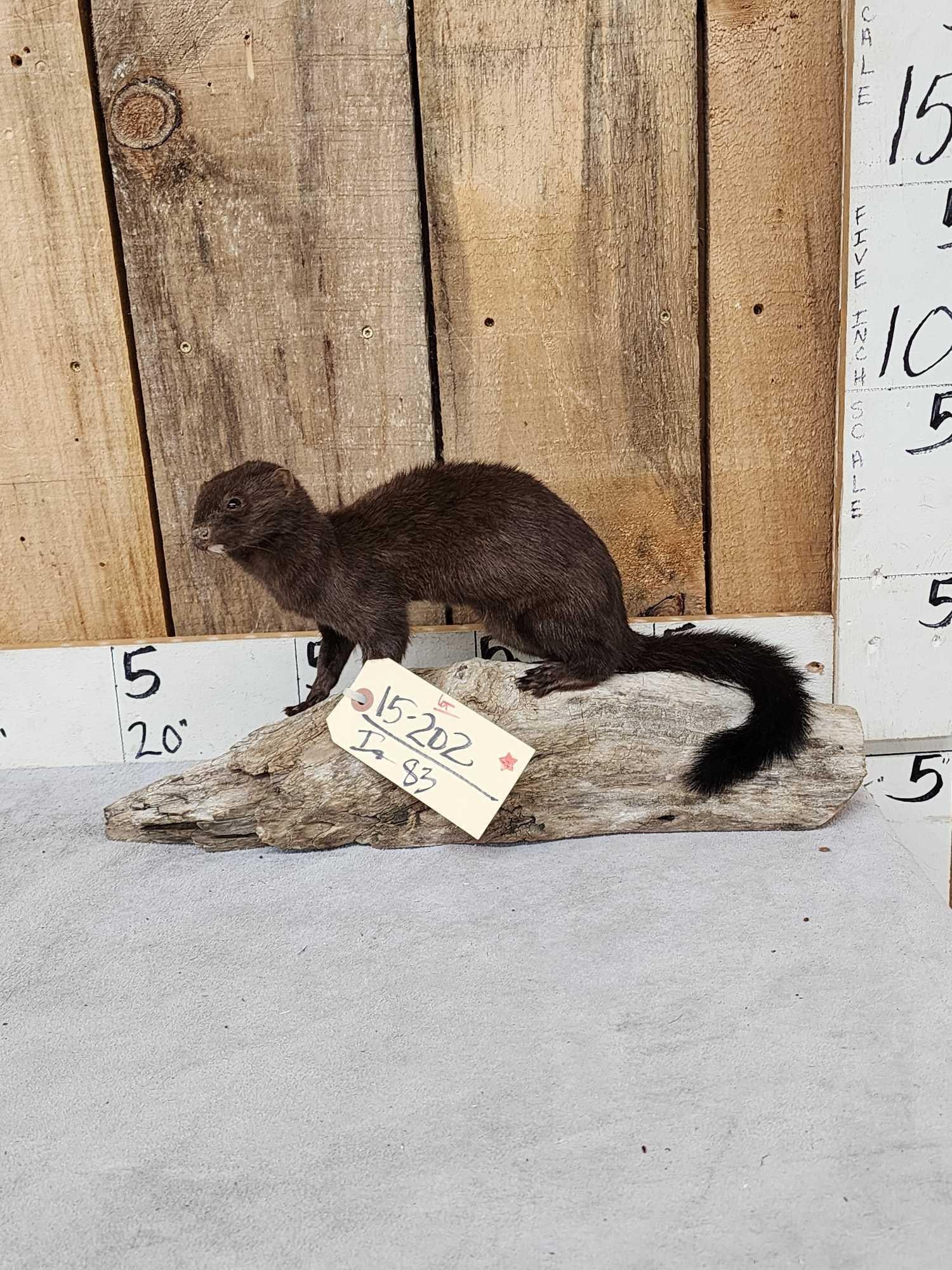 Mink Full Body Taxidermy Mount Auction