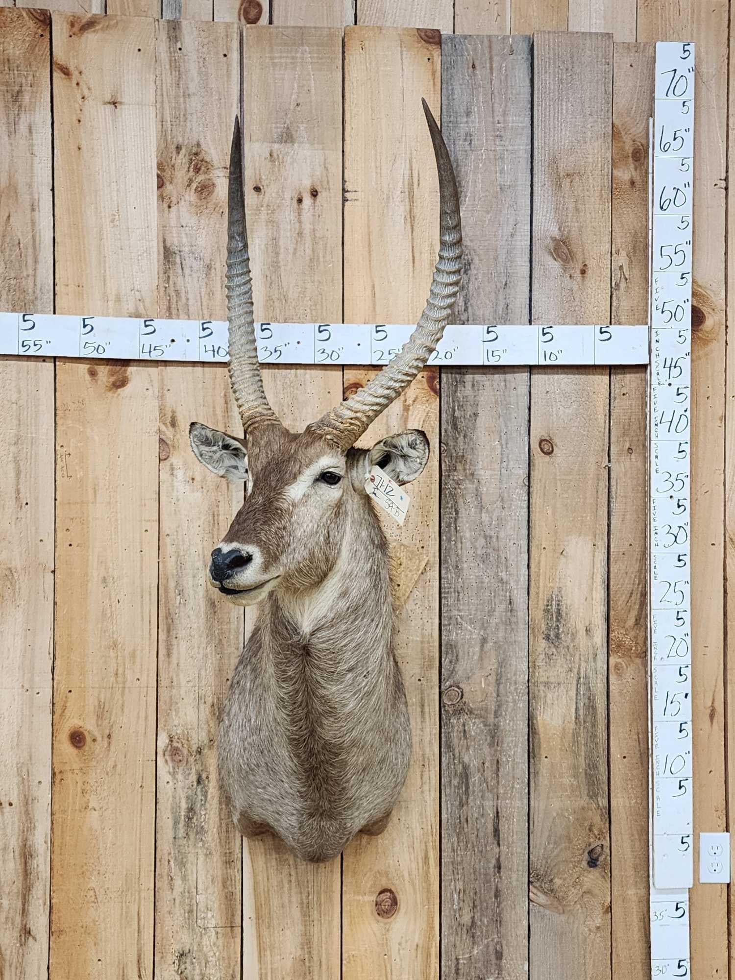 African Waterbuck Shoulder Mount Taxidermy Auction