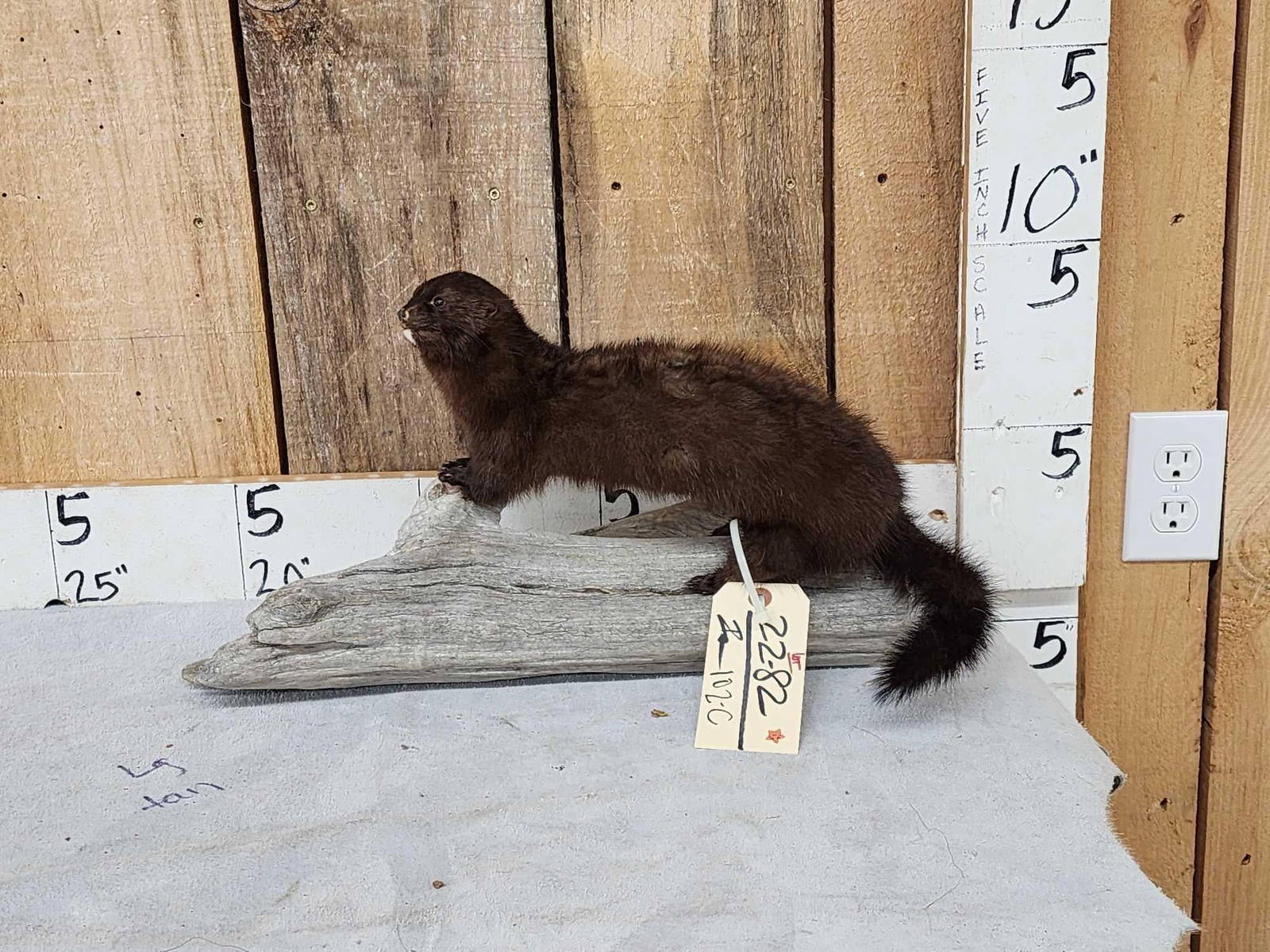Mink Full Body Taxidermy Mount Auction