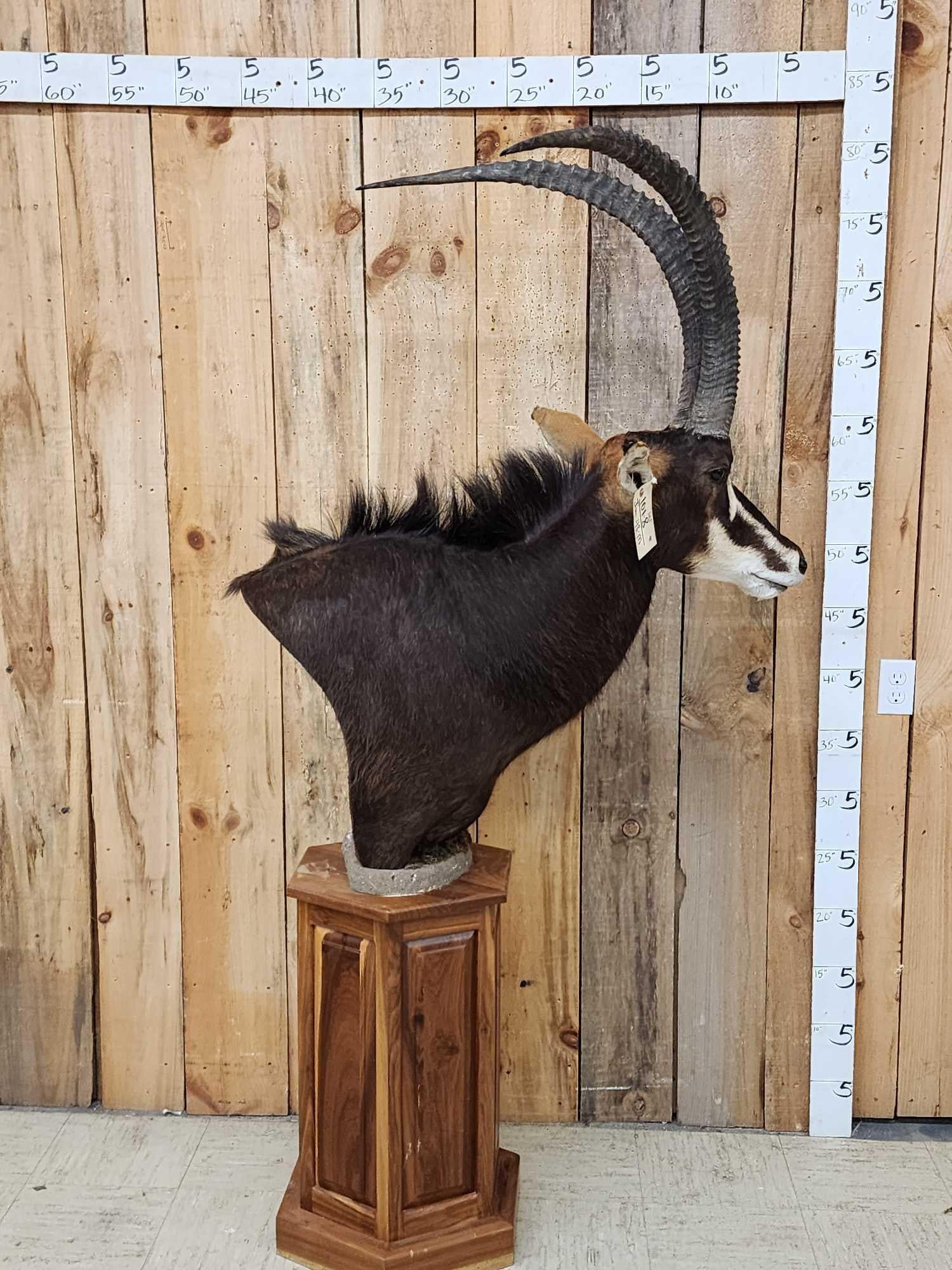 African Sable Antelope Pedestal Taxidermy Mount Auction
