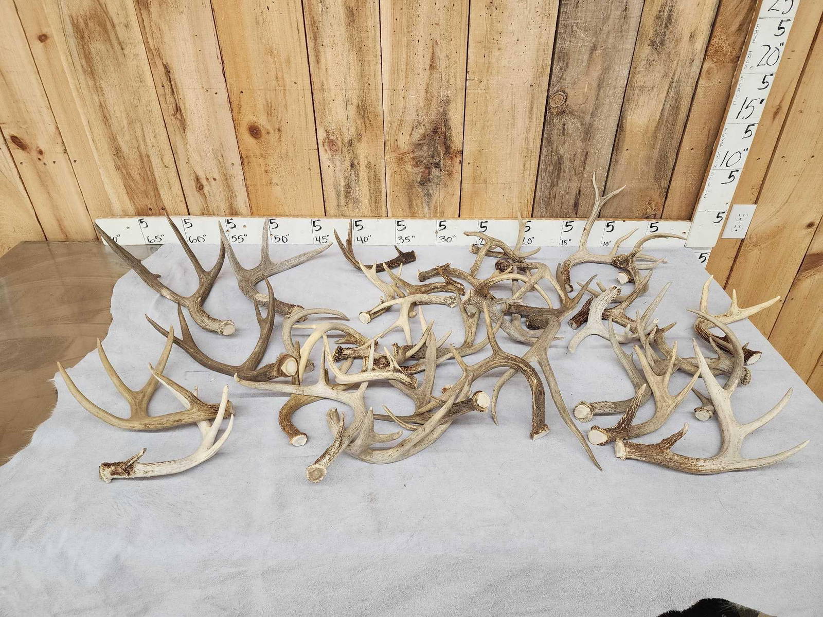 22.7 Lbs Of Whitetail Cut Off Antlers Auction
