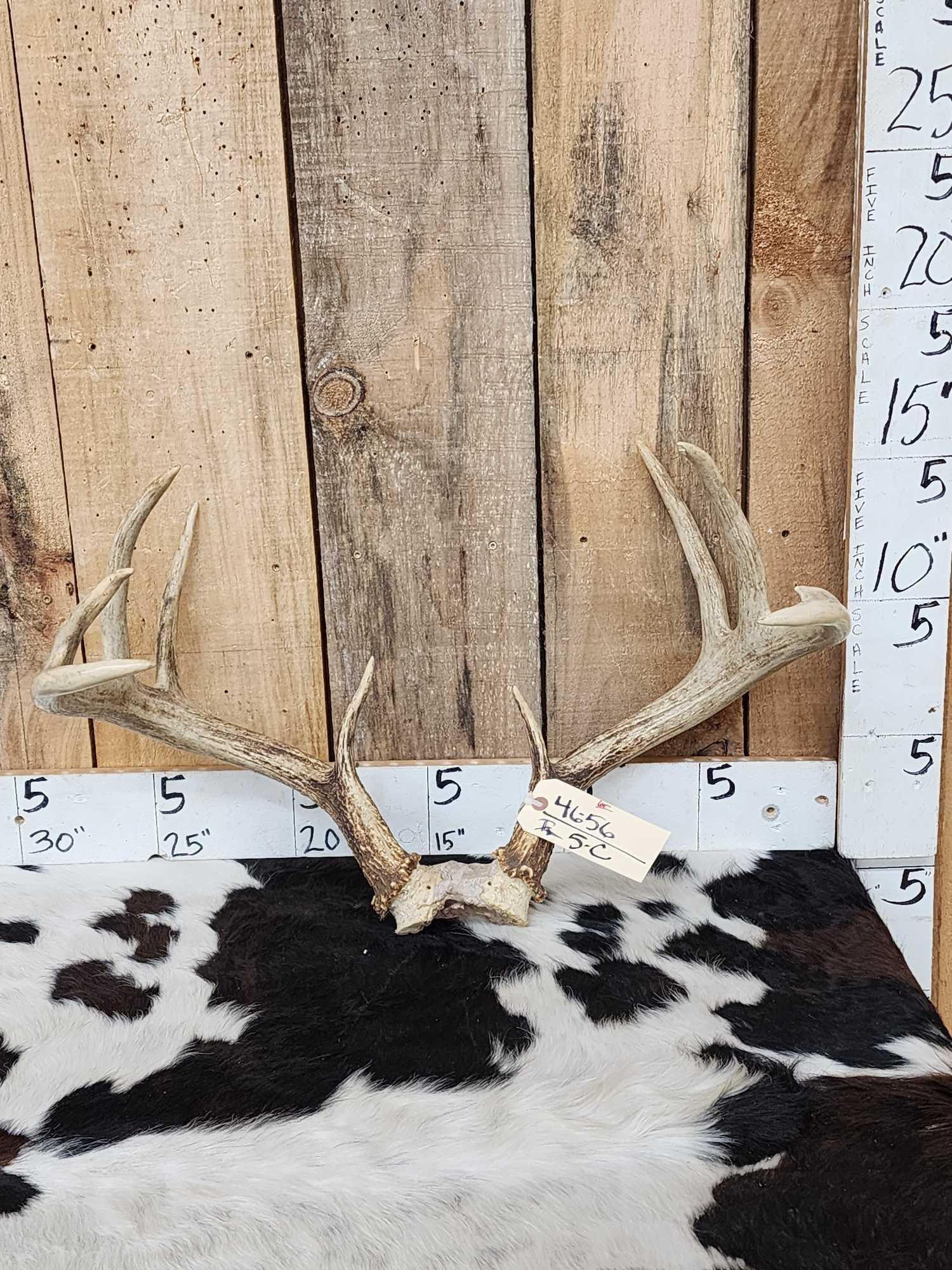 150 Class Whitetail Antlers On Skull Plate Auction