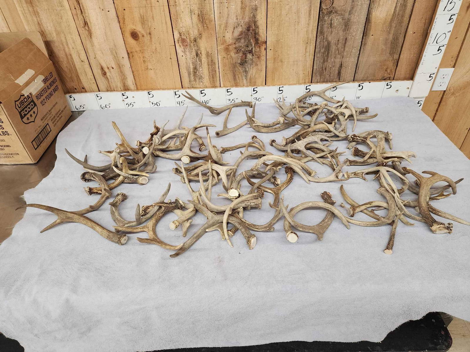 22.6 Lbs Of Whitetail Cut Off Antlers Auction