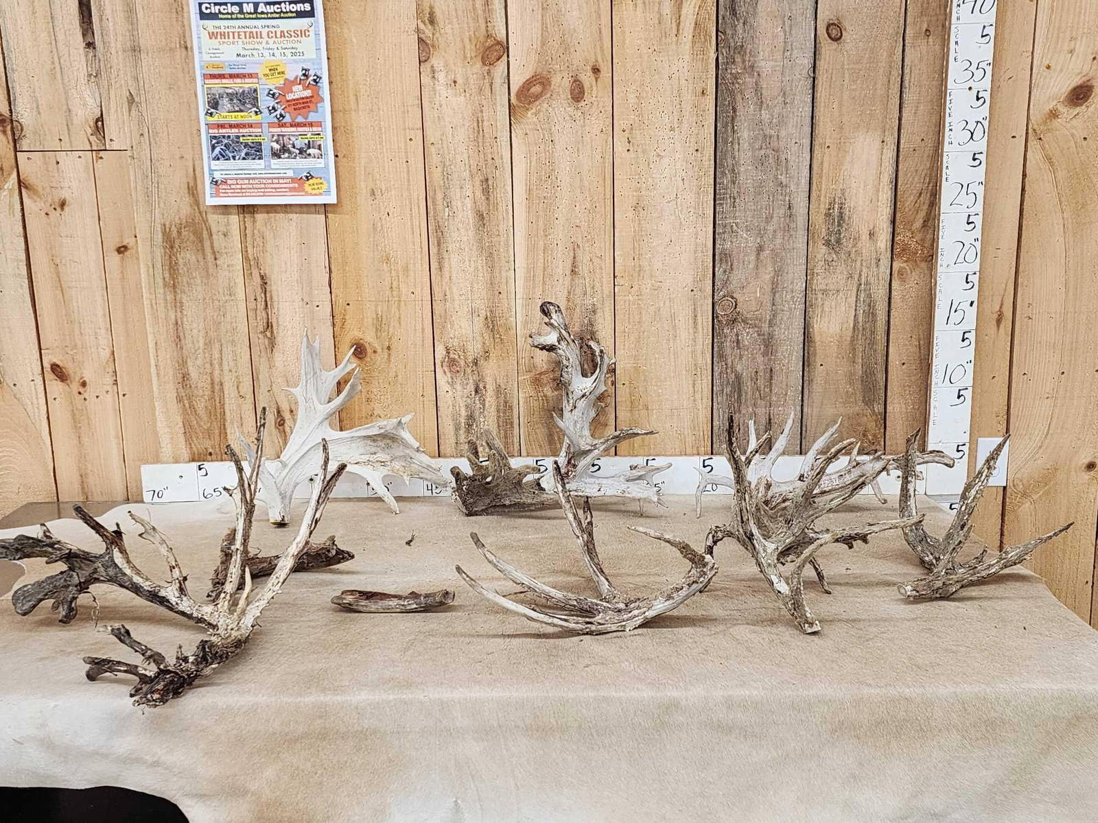 21.3 Lbs Of Whitetail Cut Off Antlers Auction