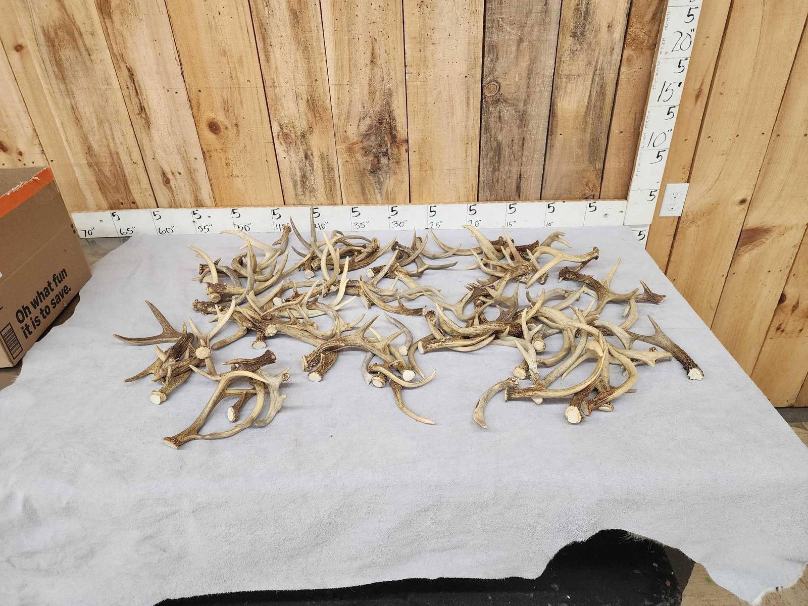 20.9 Lbs Of Whitetail Cut Off Antlers Auction