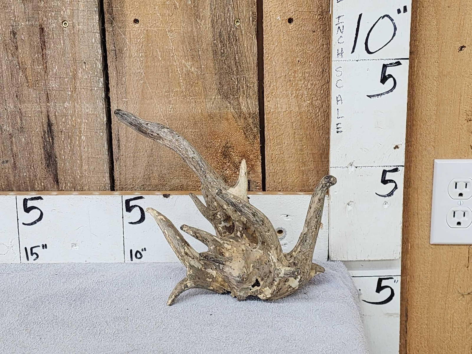 Clustered Deer Shed Antler With Inverted Pedicle Auction