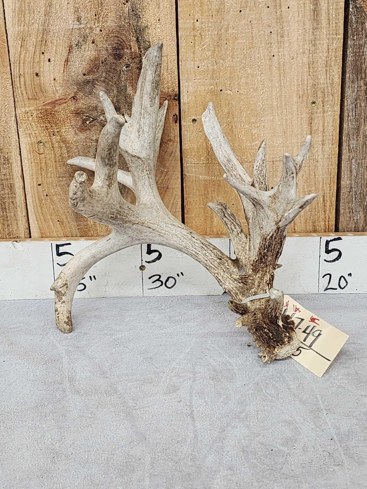 110" Whitetail Shed Antler Auction