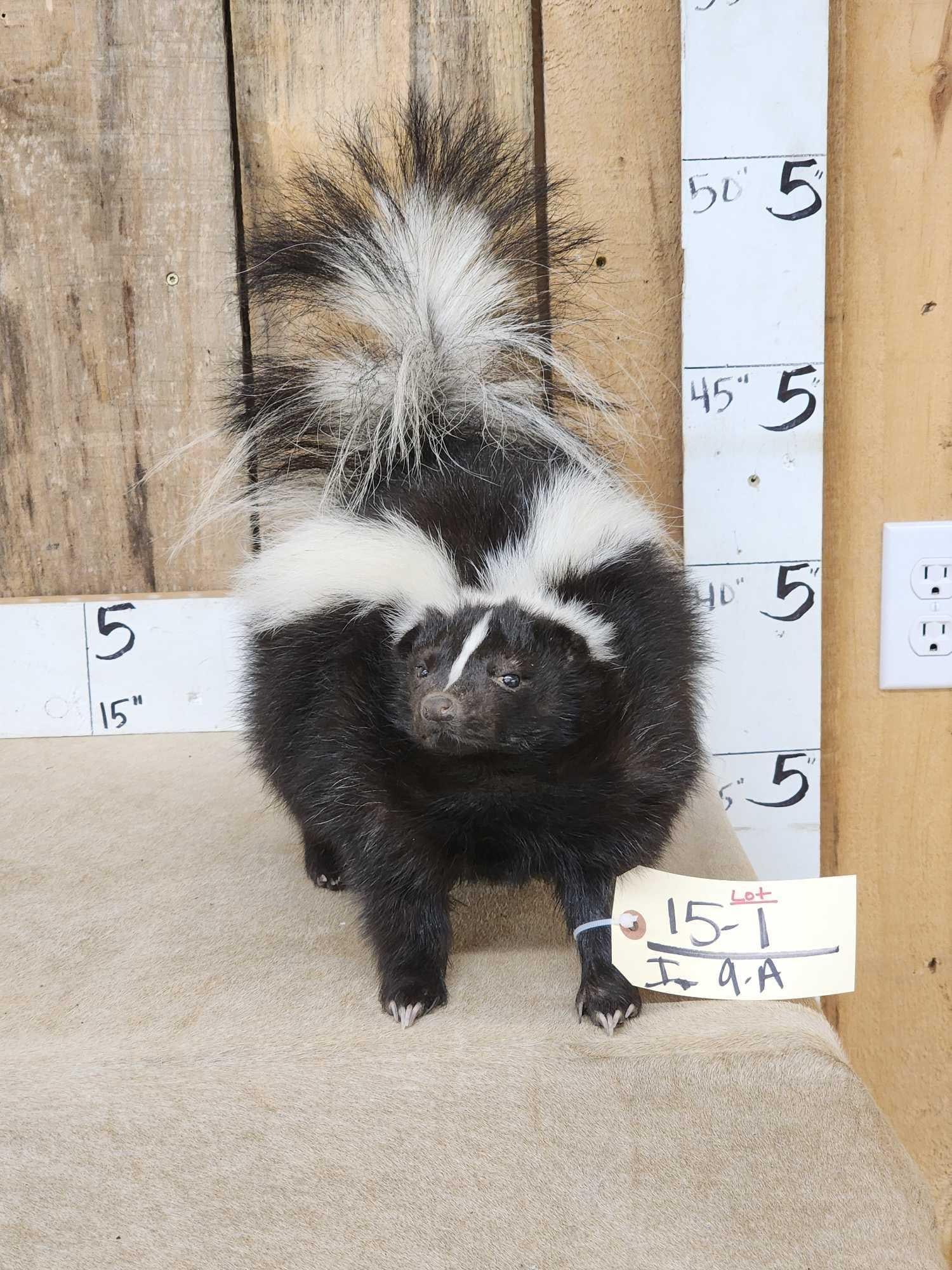 Skunk Full Body Taxidermy Mount Auction