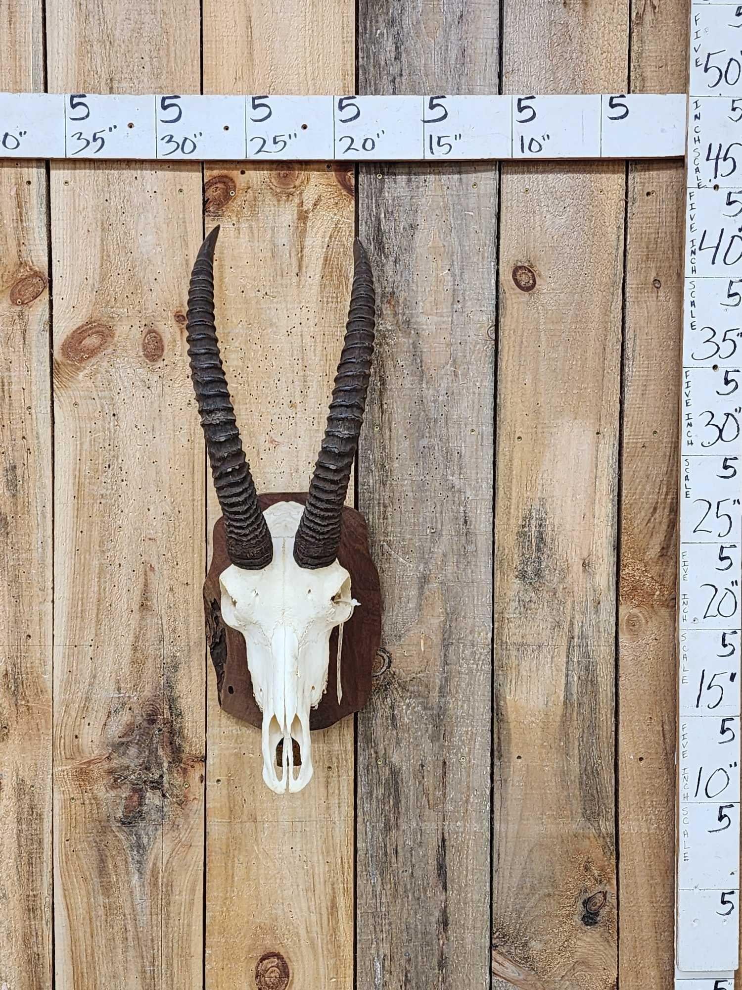 African Sable Antelope Skull Taxidermy Auction